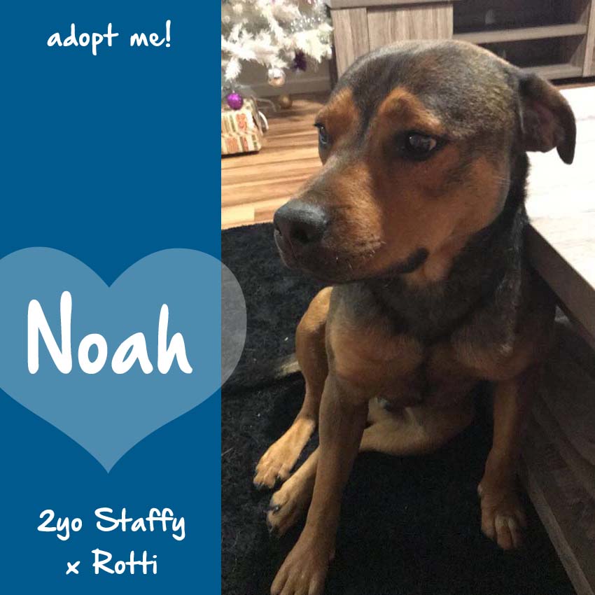 Noah ~ Staffy x Rotti (on trial 7/10/18) - Medium Male Rottweiler x ...
