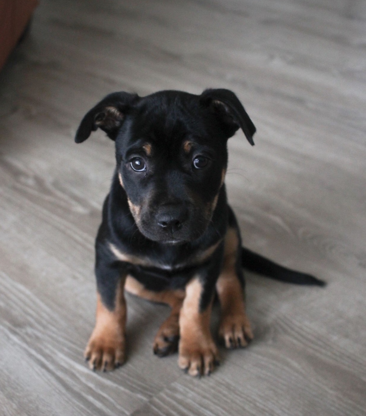 Bernie - Large Male Kelpie x Ridgeback Mix Dog in NSW - PetRescue