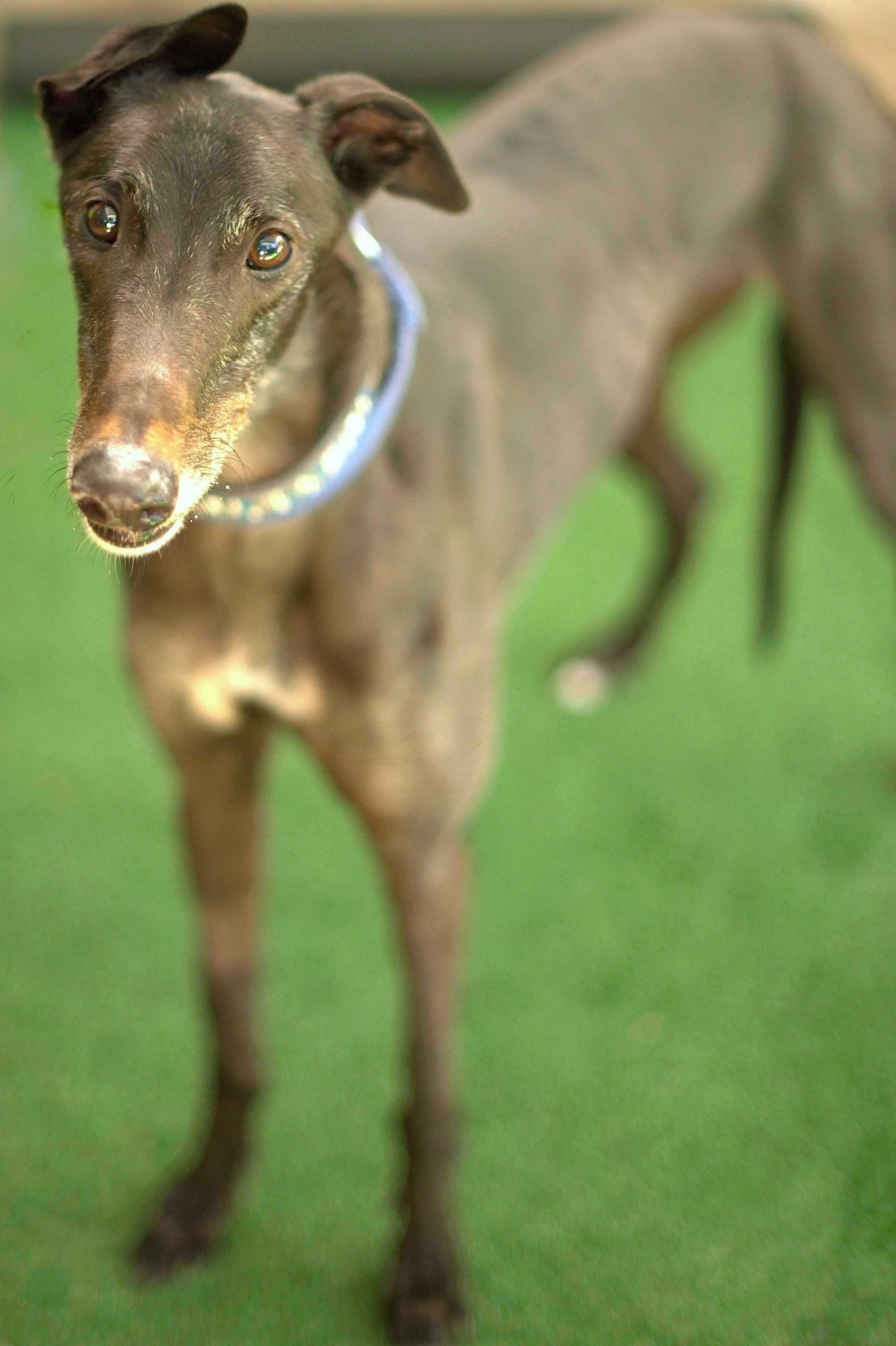 Harry - Large Male Greyhound Dog in NSW - PetRescue