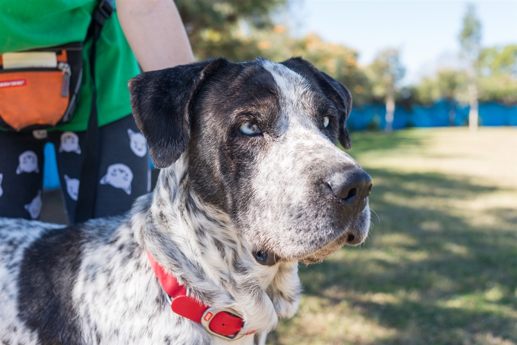 Dexter - Large Male German Wirehaired Pointer x Great Dane Mix Dog in ...