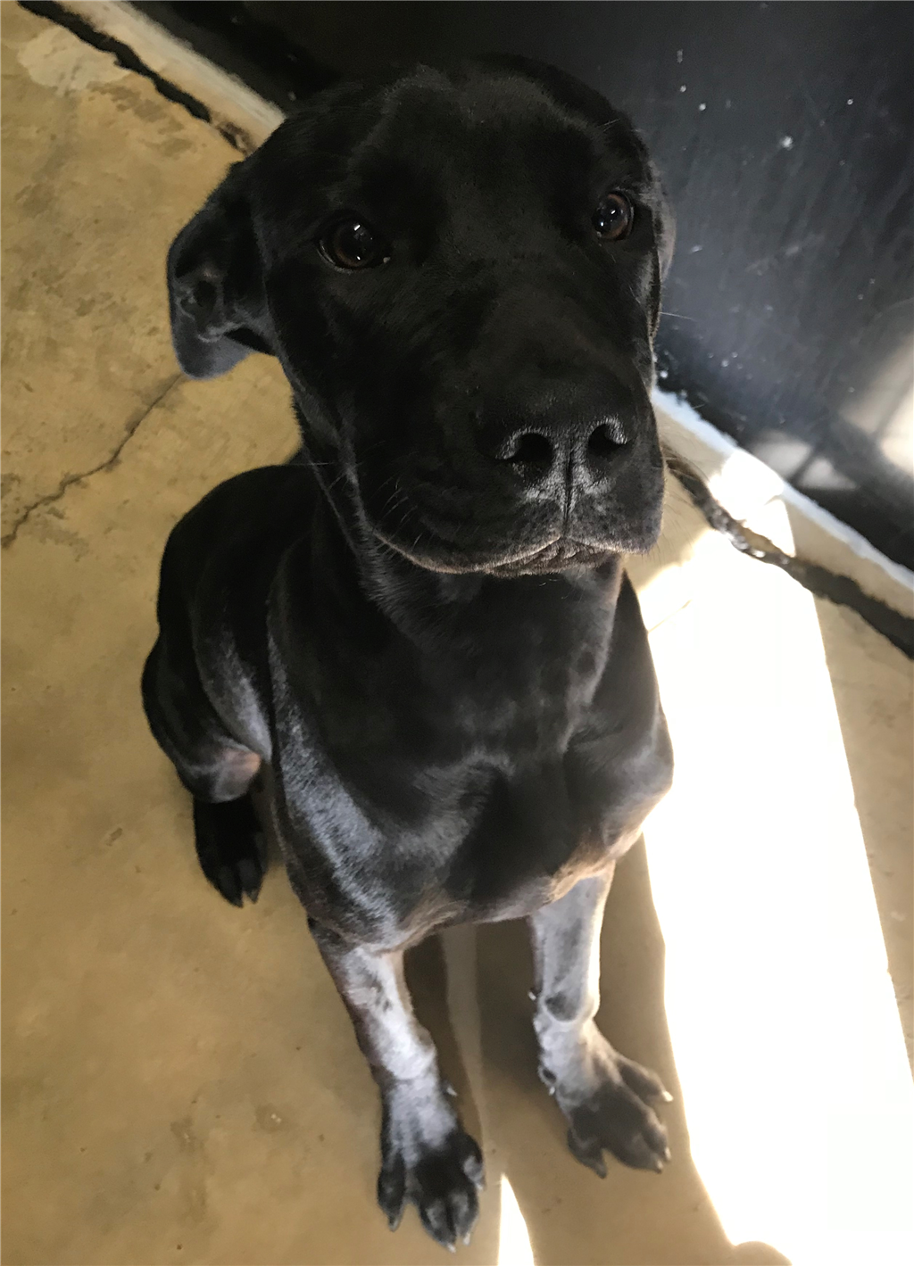 Travis - Medium Male Labrador Retriever x English Staffordshire Bull ...