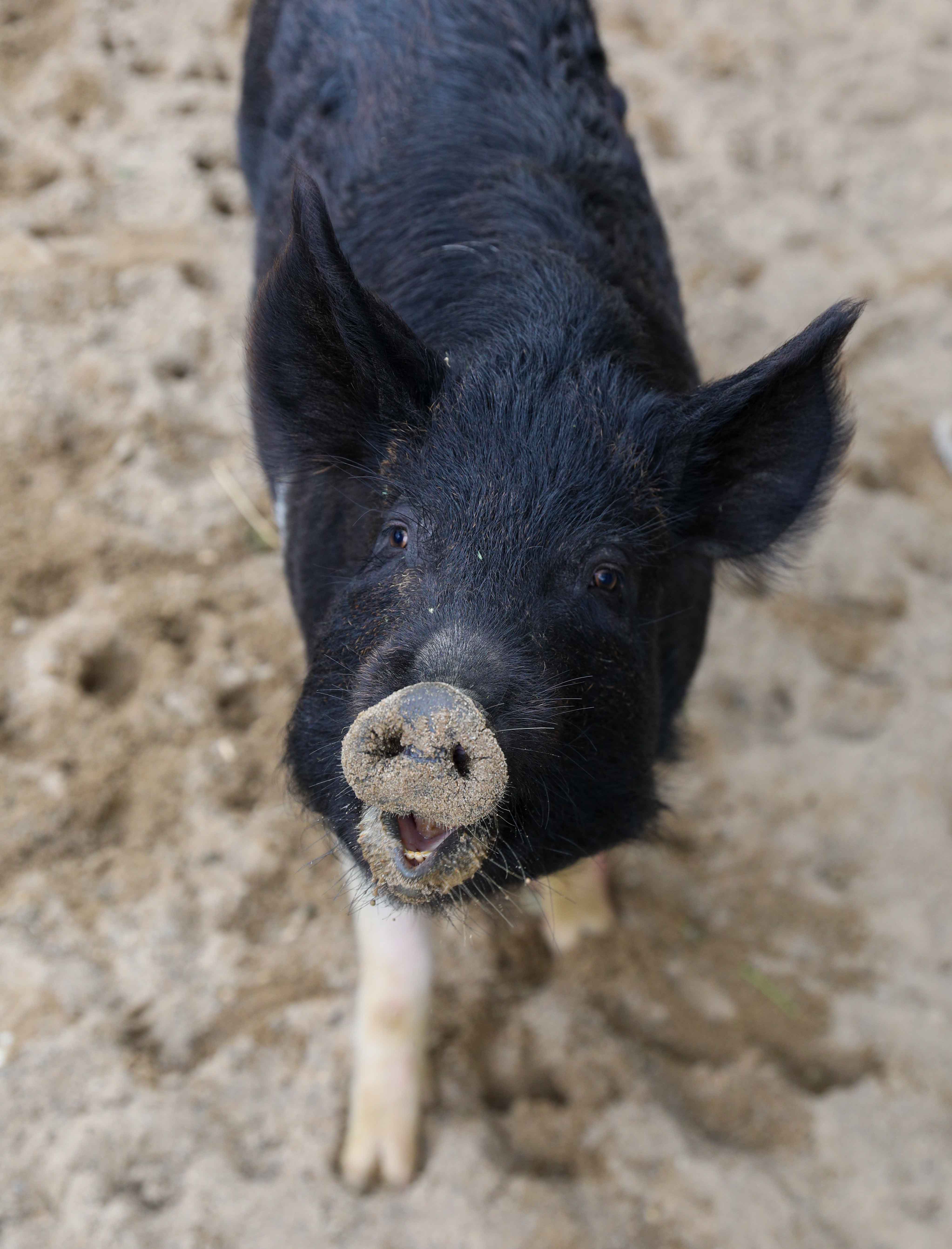 Nibbles - Female Pig in NSW - PetRescue
