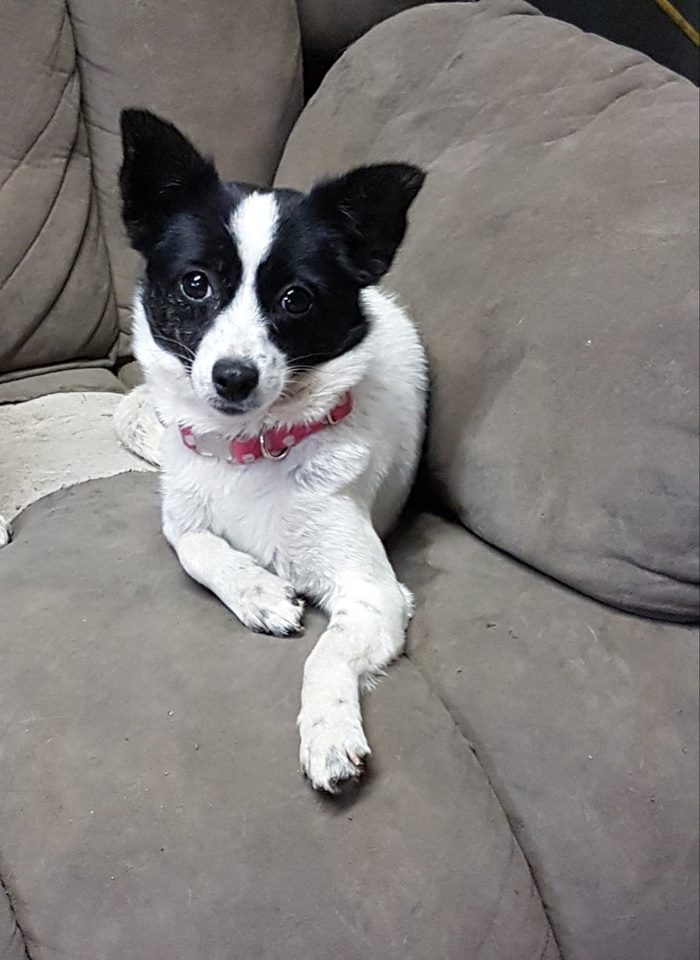 Minnie - Small Female Miniature Fox Terrier Dog in QLD - PetRescue