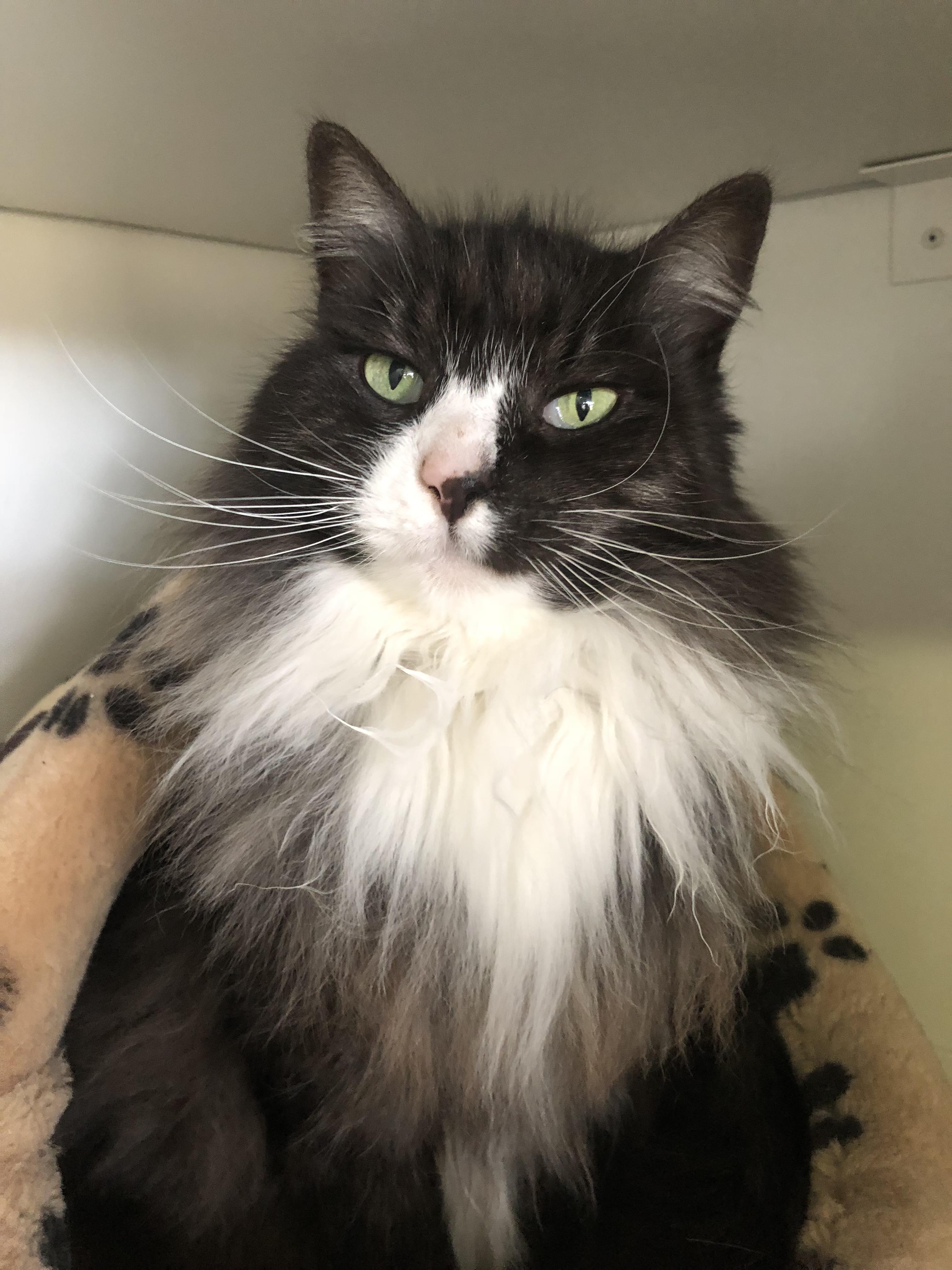 Magpie ID43532 - Male Domestic Medium Hair Cat in VIC - PetRescue