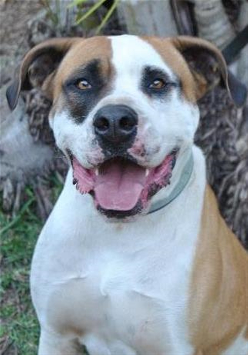 Diesel - Large Male Bull Arab x Bullmastiff Mix Dog in QLD - PetRescue