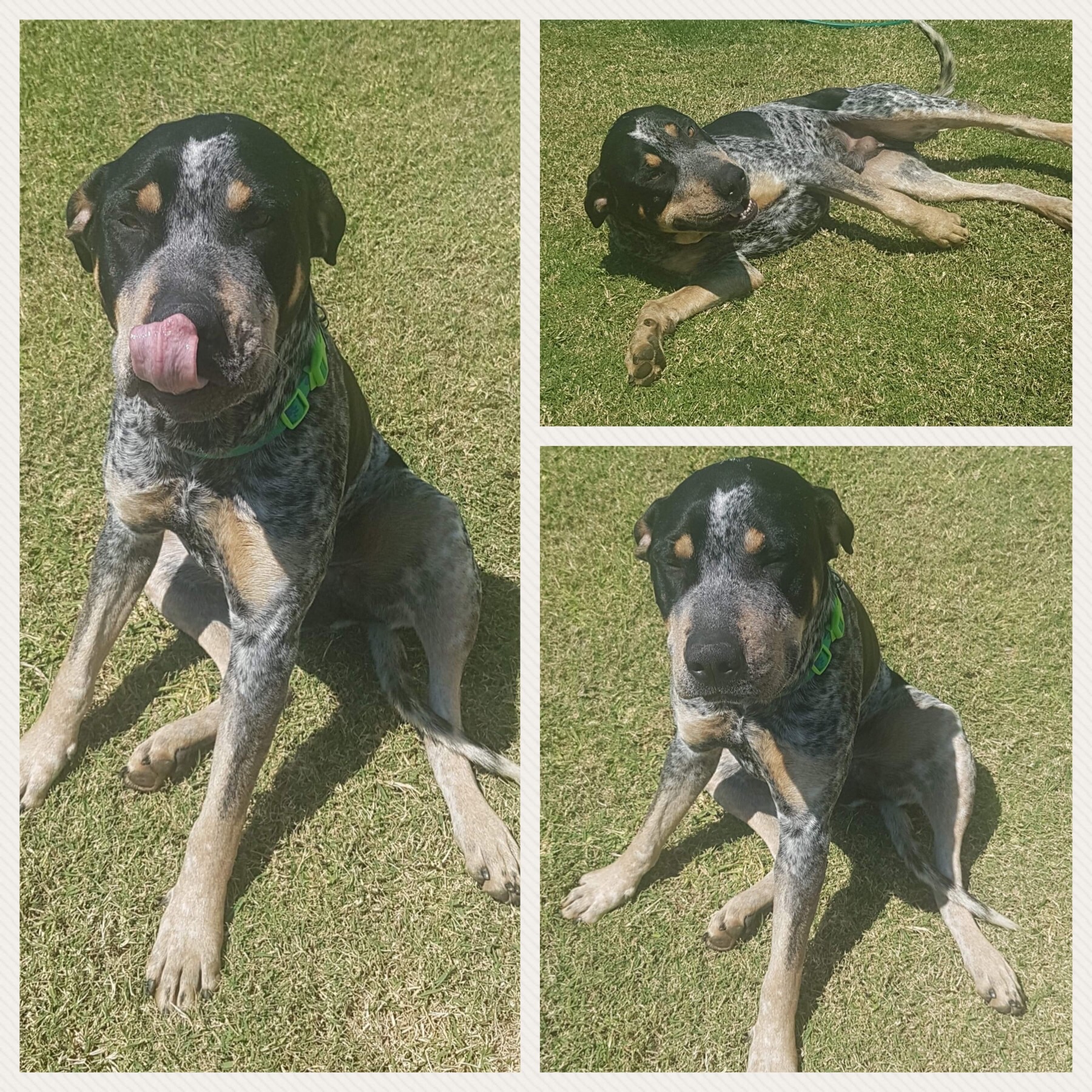 Romeo - Large Male Mixed Breed Mix Dog in QLD - PetRescue