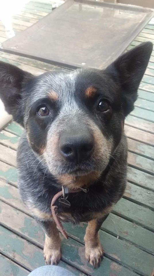 Molly - Medium Female Blue Heeler Dog in VIC - PetRescue