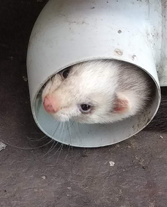 Honey - Female Ferret in VIC - PetRescue