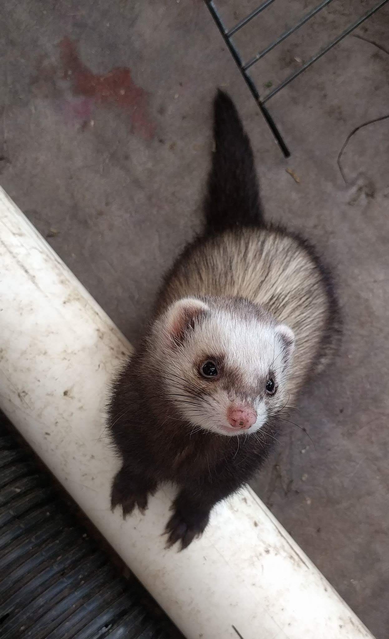 Dott - Female Ferret in VIC - PetRescue