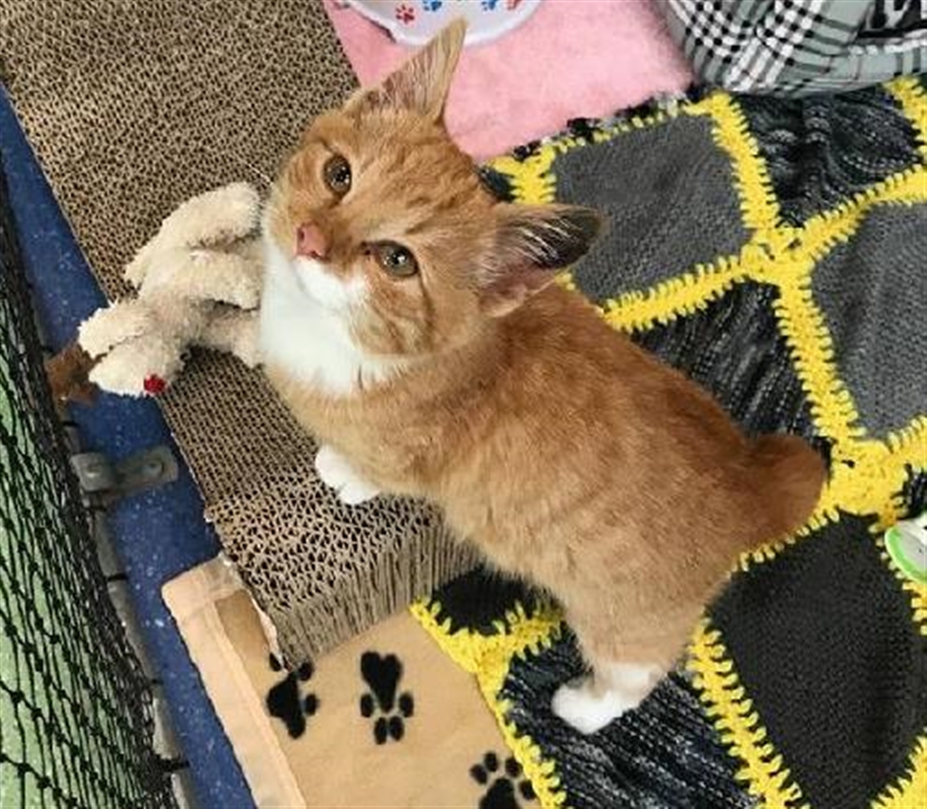 Herbie - Male Manx Mix Cat in QLD - PetRescue