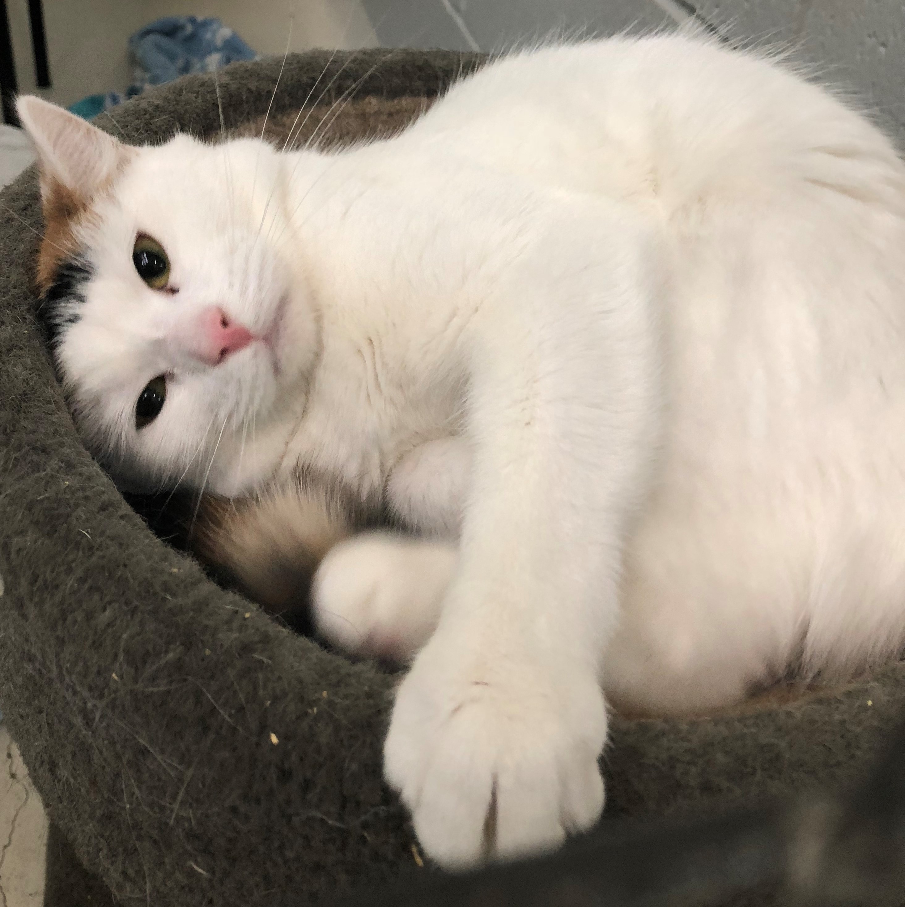 Tizzy - Female Domestic Short Hair Cat in VIC - PetRescue