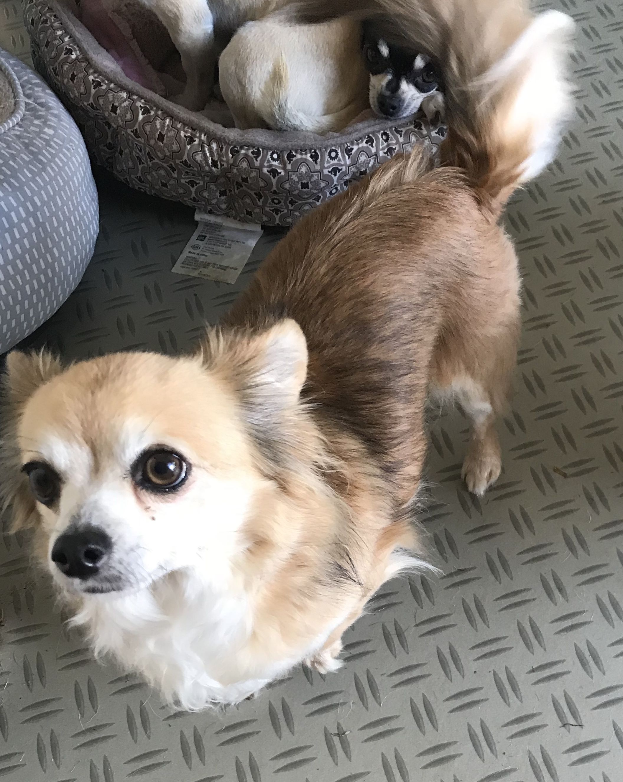 Henry - Small Male Chihuahua Dog in VIC - PetRescue