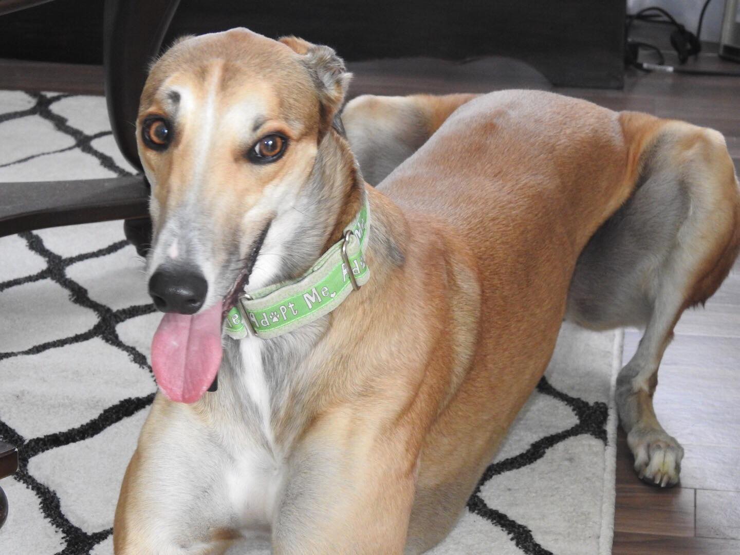 Ruby - Medium Female Greyhound Dog in VIC - PetRescue