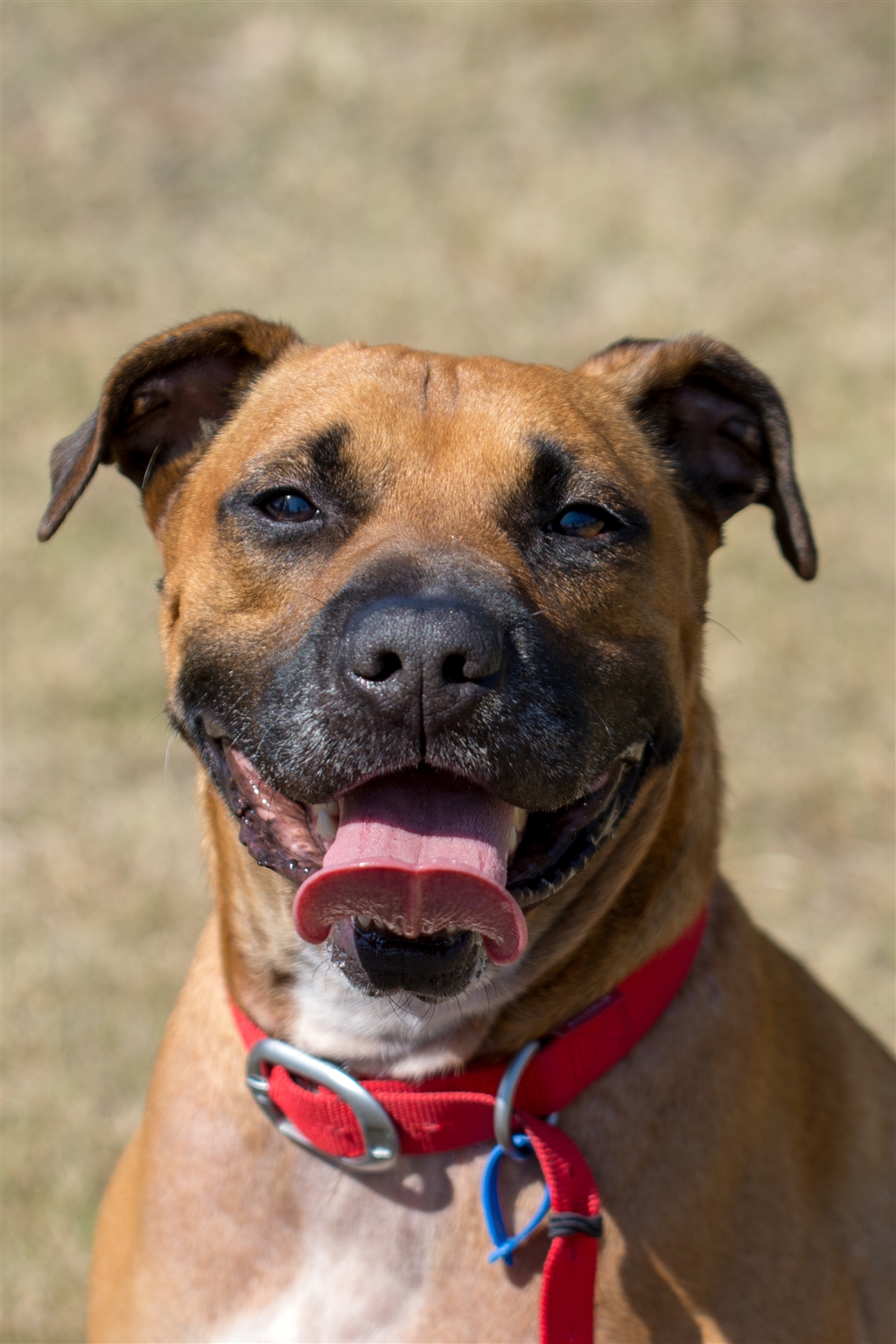 Zeus - Medium Male Boxer Mix Dog in QLD - PetRescue