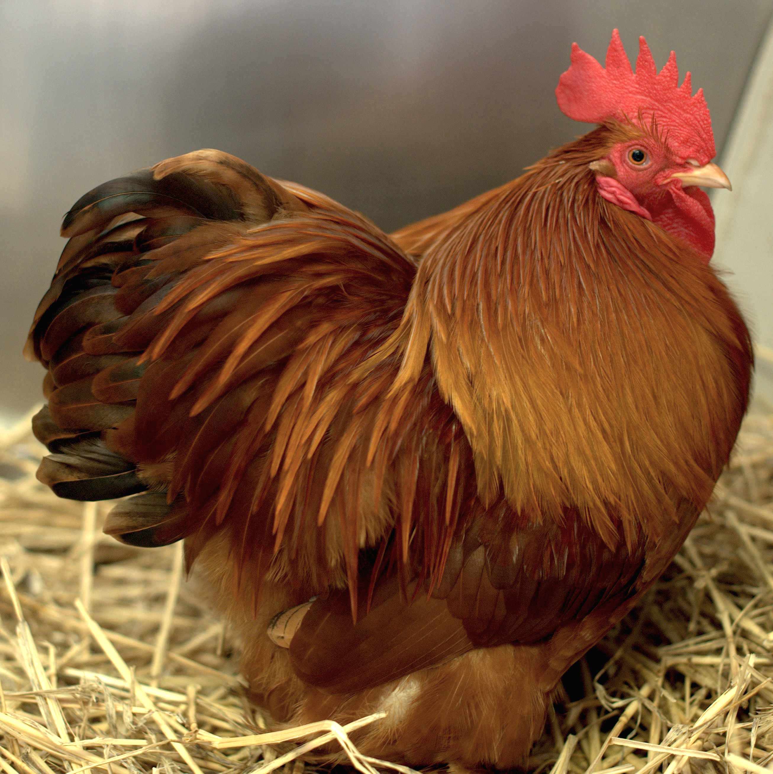 Harry Highpants - Male Rooster in NSW - PetRescue