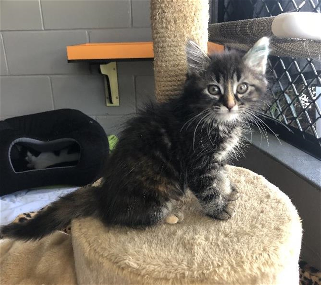 Tazzy - Female Domestic Medium Hair Mix Cat in QLD - PetRescue
