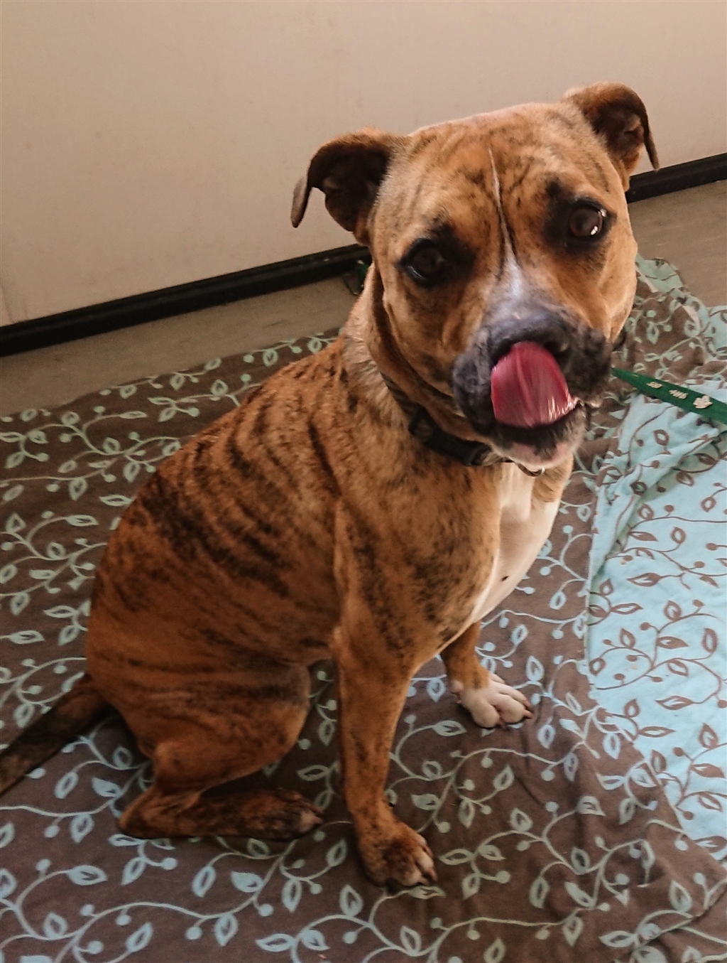 Stella - Medium Female Boxer x English Staffordshire Bull Terrier Mix ...
