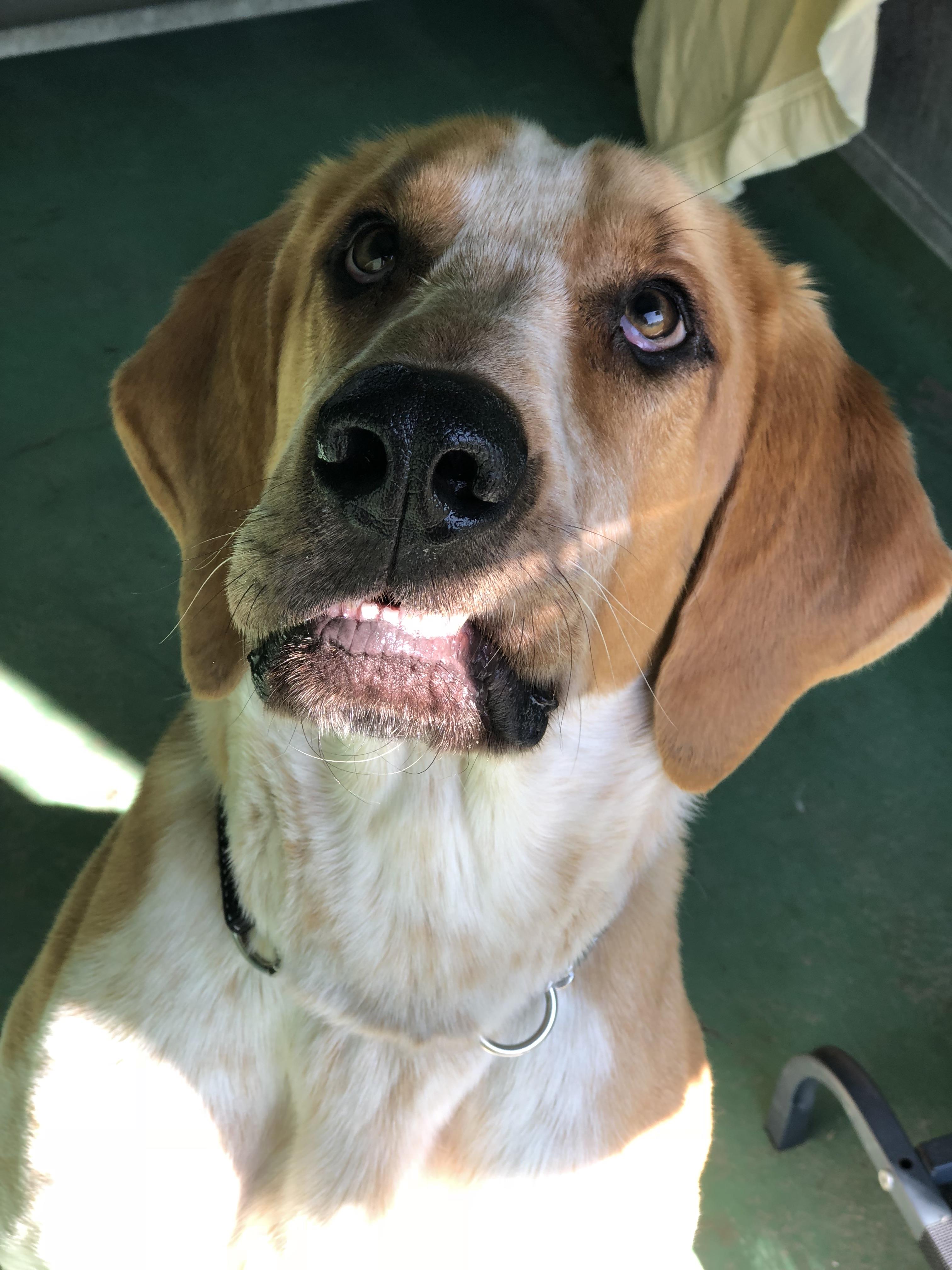 Baxter - ID 43344 - Large Male Beagle x Bloodhound Dog in VIC - PetRescue