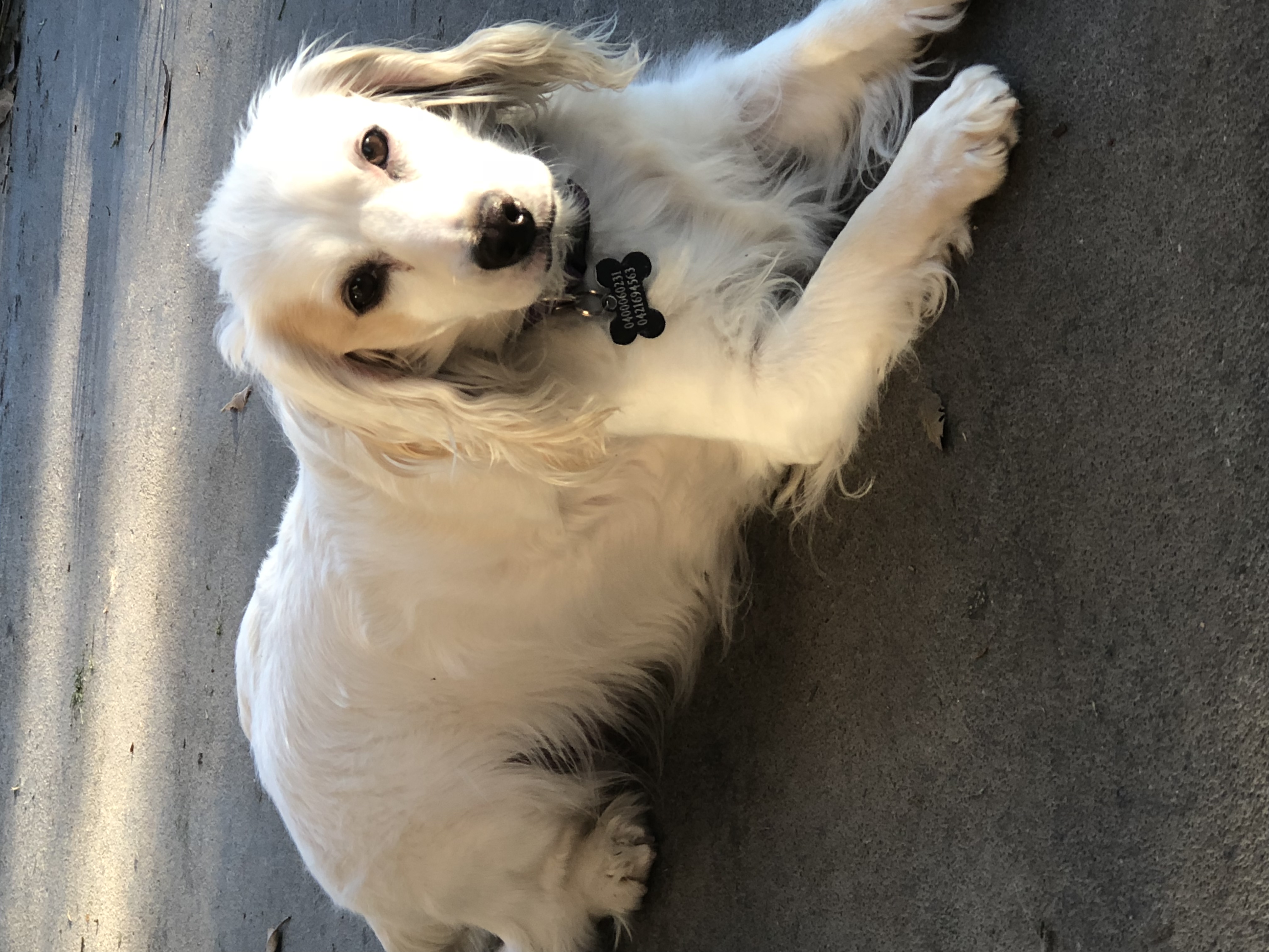 Johnie - Medium Male Cocker Spaniel, American Mix Dog in VIC - PetRescue