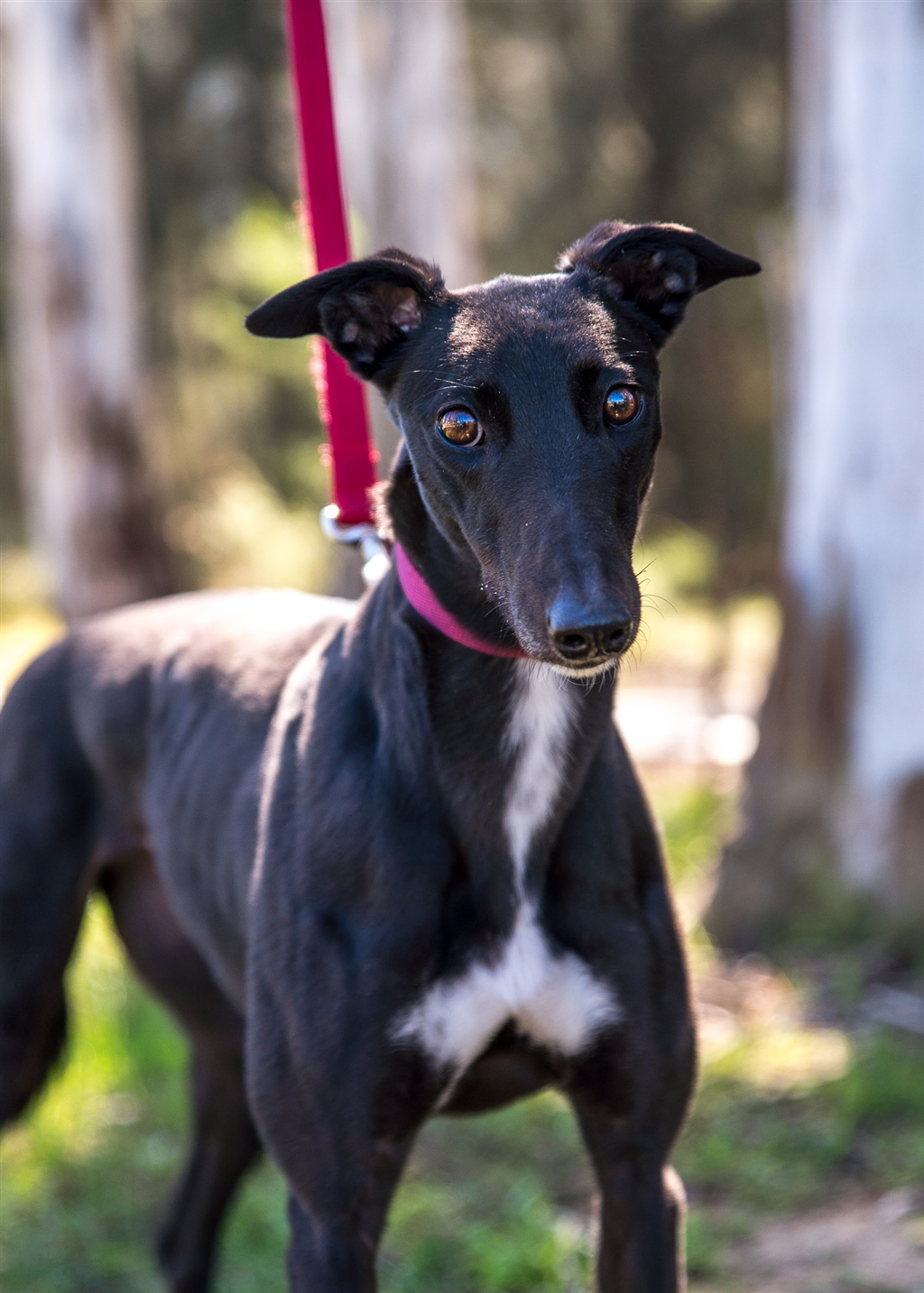 Pheobe - Large Female Greyhound Mix Dog in NSW - PetRescue