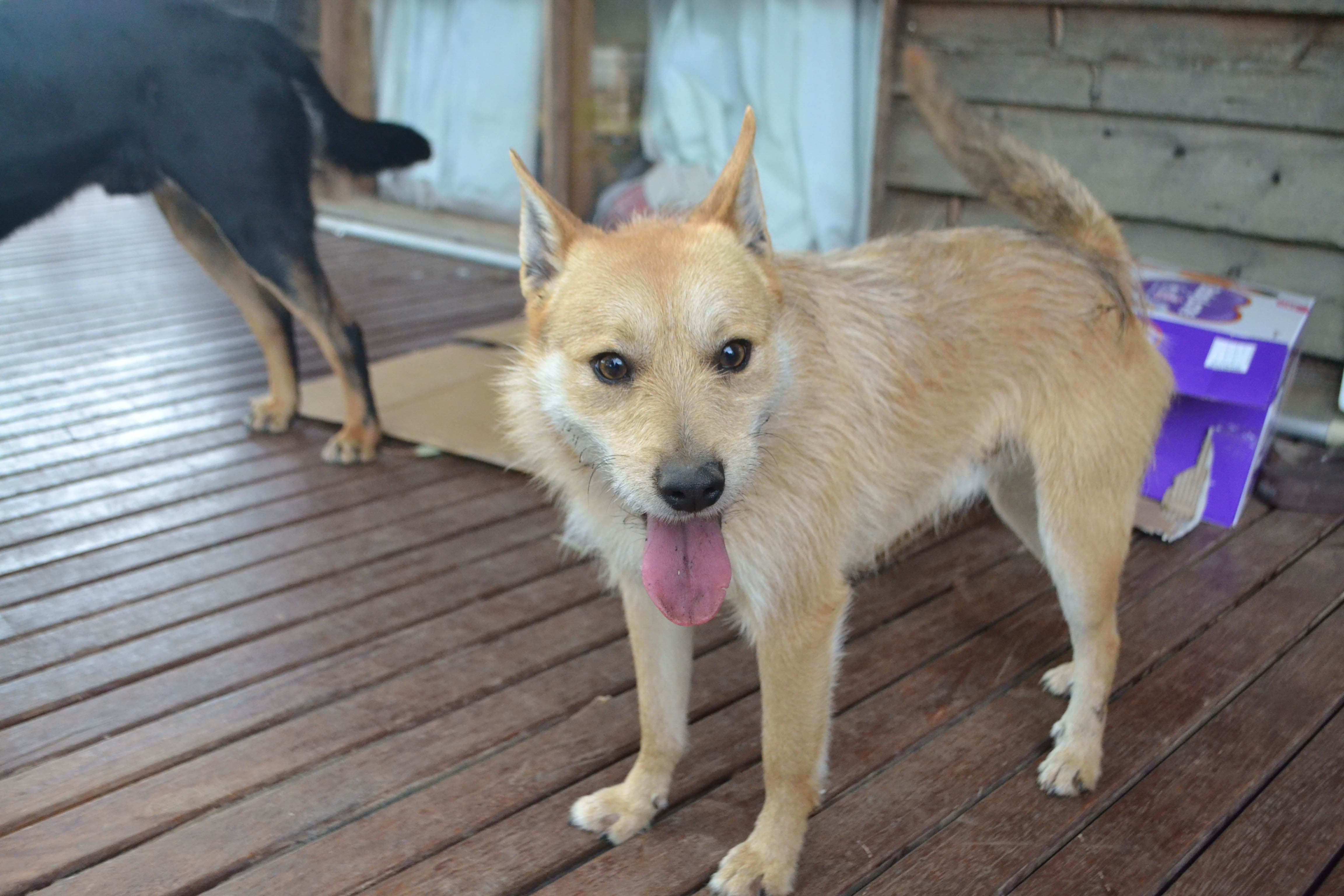 Benji - Small Male Jack Russell Terrier Mix Dog in VIC - PetRescue