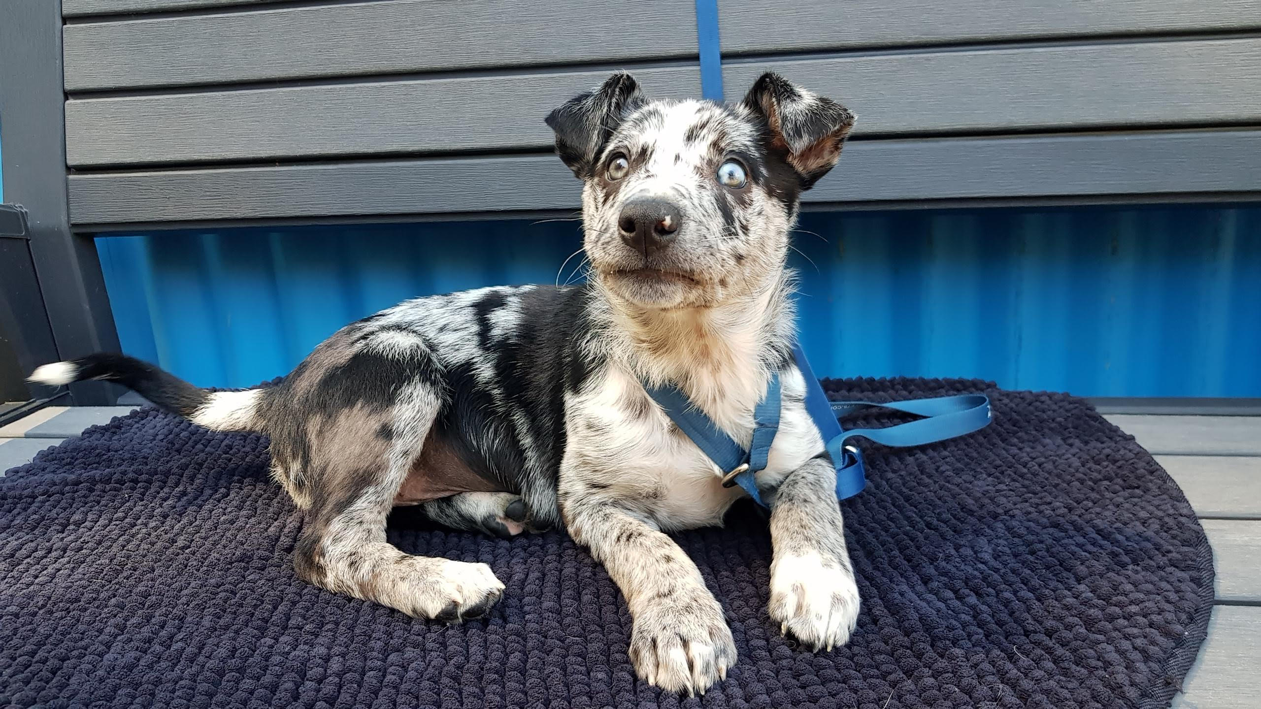Marbles - Medium Female Koolie Mix Dog in NSW - PetRescue