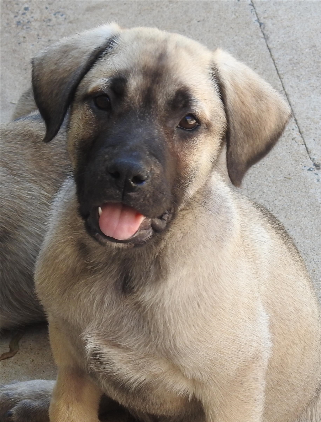 Dixie - Large Female German Shepherd x English Mastiff Mix Dog in QLD ...