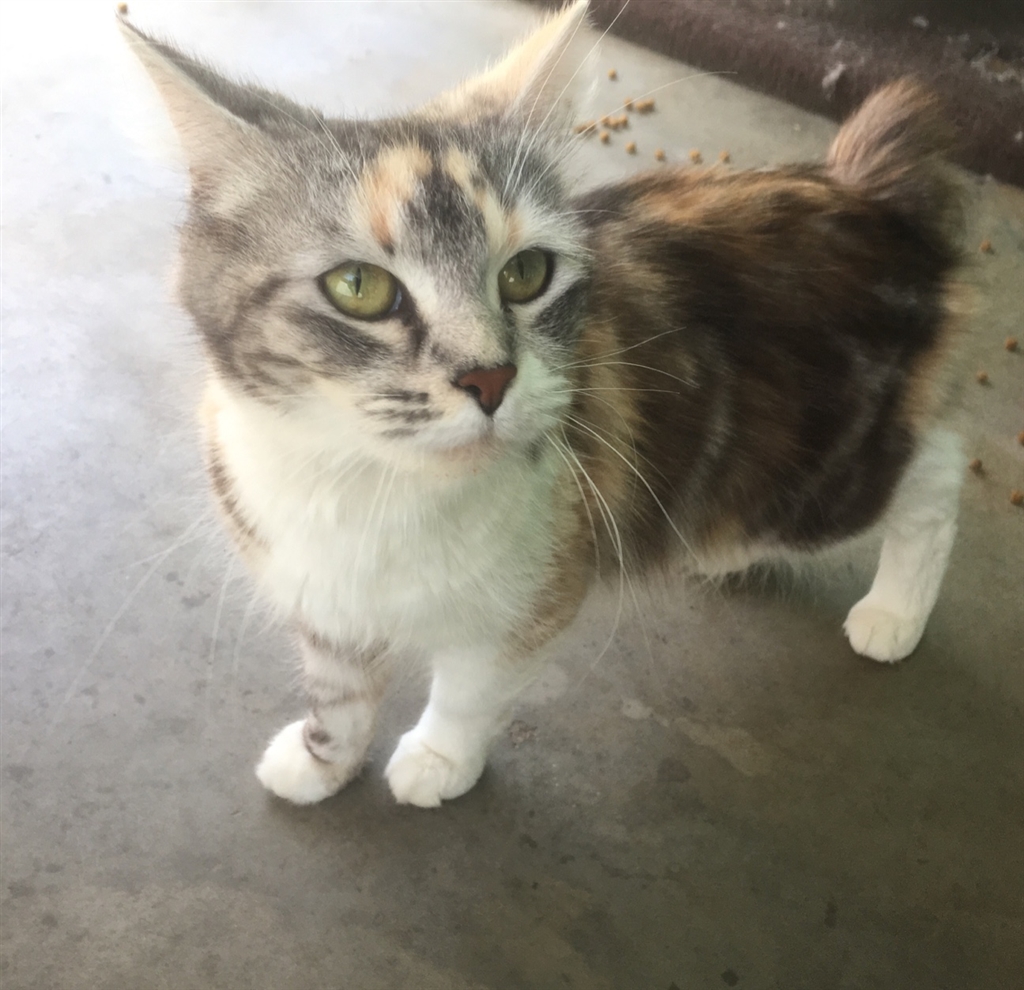 Lacey - Female Manx Mix Cat in QLD - PetRescue
