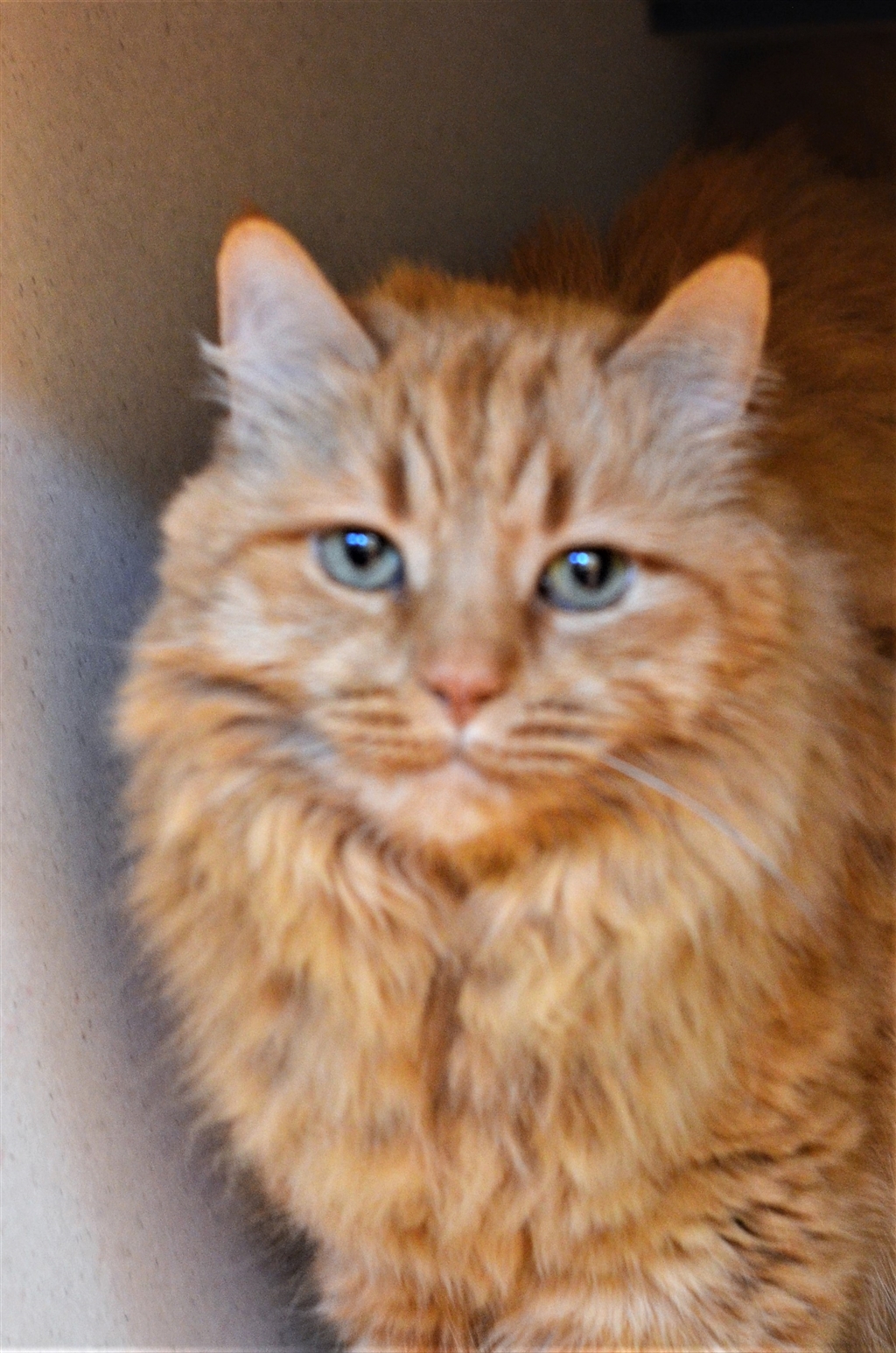 Ginger - Male Domestic Long Hair Mix Cat in QLD - PetRescue