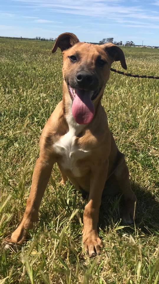Vito - Large Female Cross breed Dog in SA - PetRescue