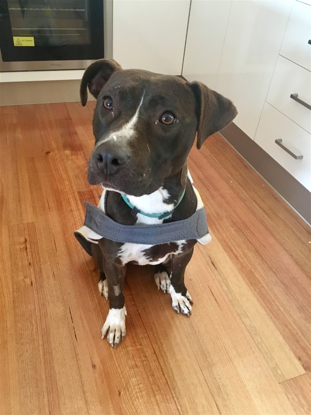 Freckles - Medium Female Staffy Mix Dog in VIC - PetRescue