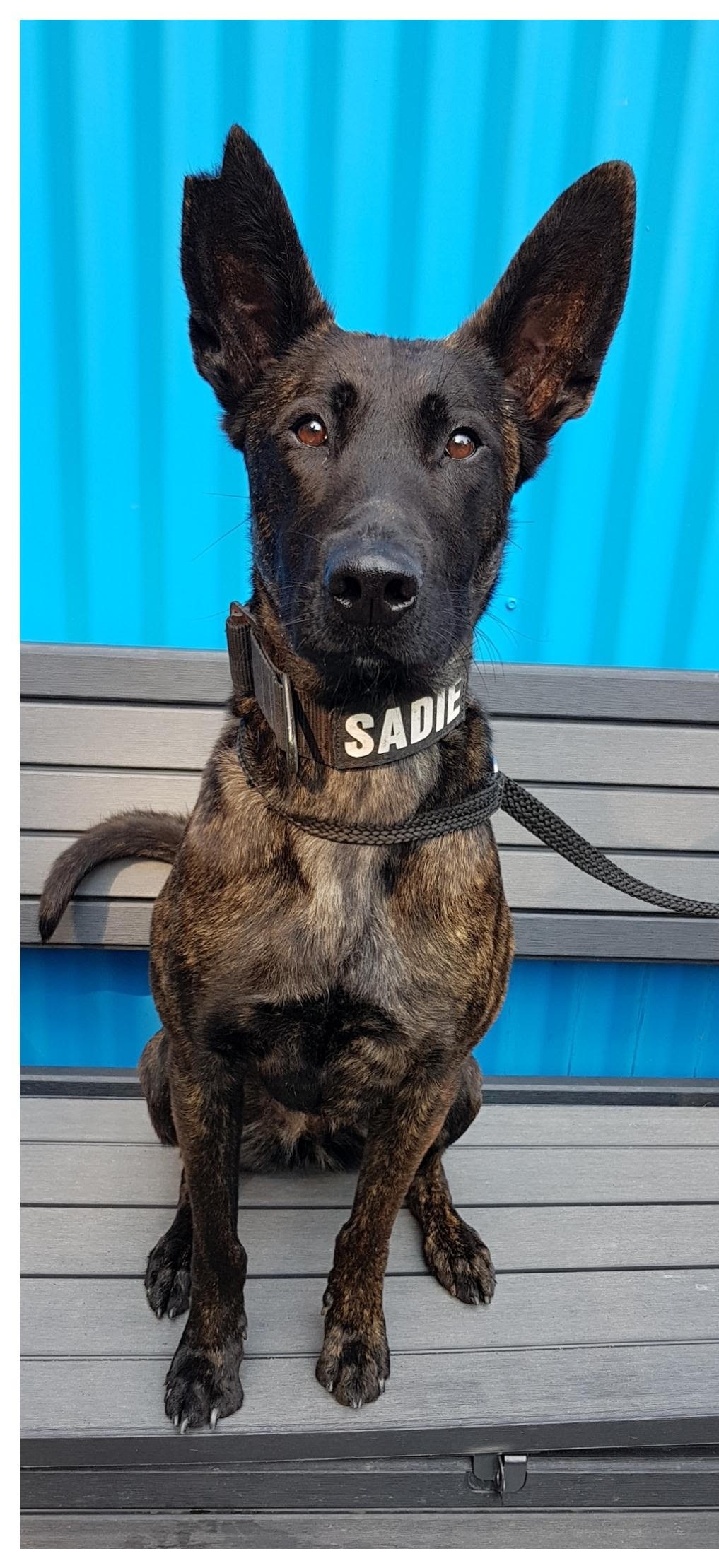 Sadie - Medium Female Dutch Shepherd Dog in NSW - PetRescue