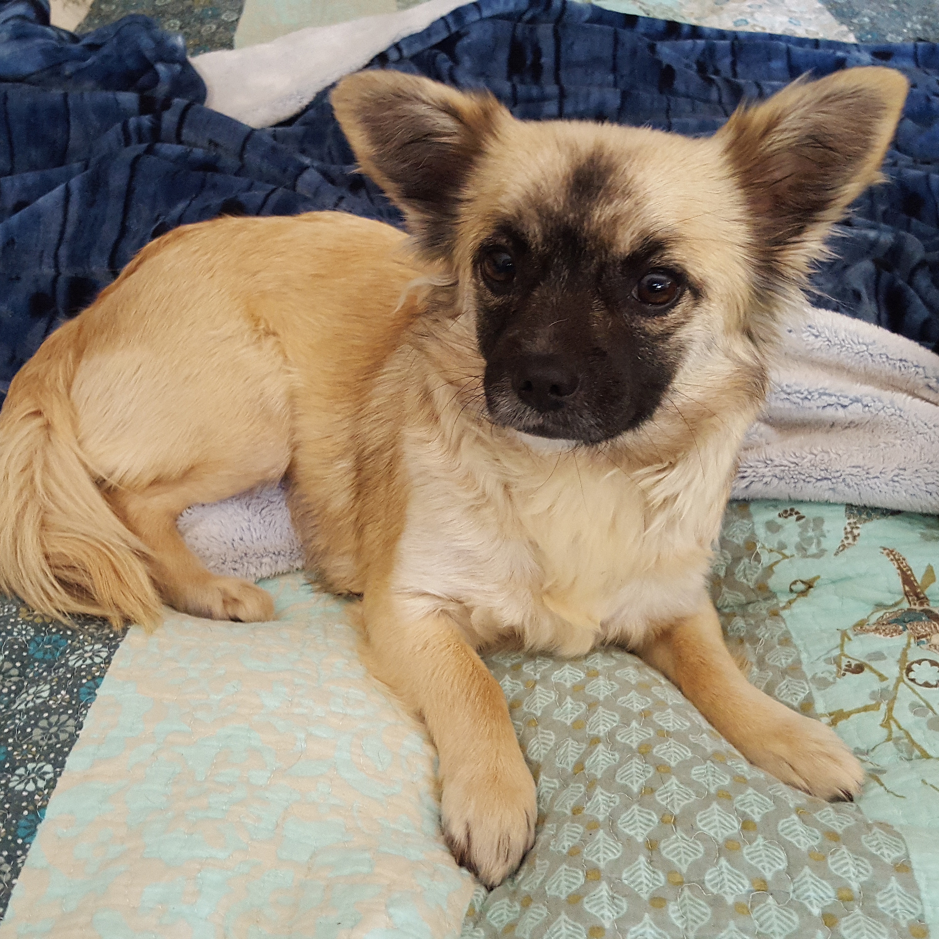 Leilani - Small Female Cross breed Mix Dog in NSW - PetRescue