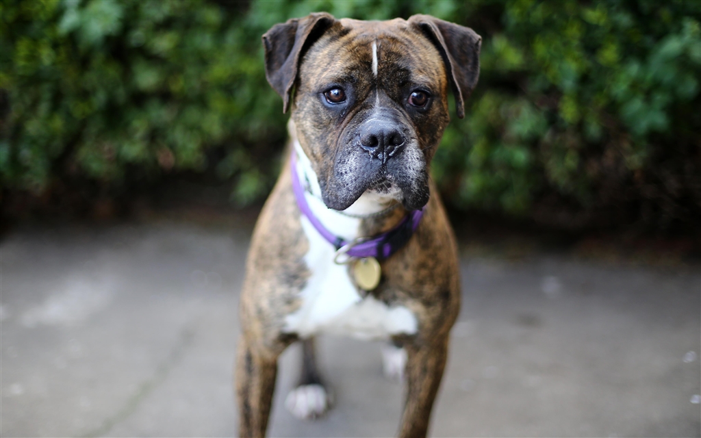 Sniffy - Large Male American Bulldog x Boxer Mix Dog in VIC - PetRescue