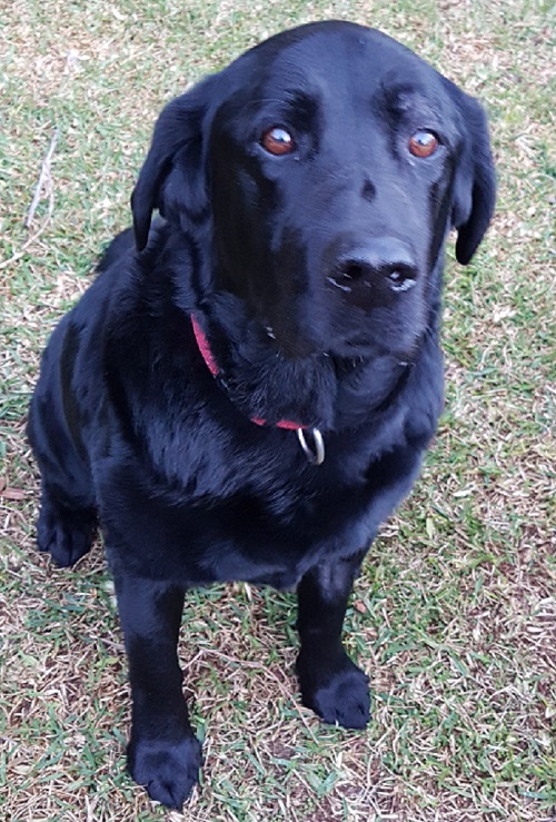 Rusty - Medium Male Labrador Dog in NSW - PetRescue