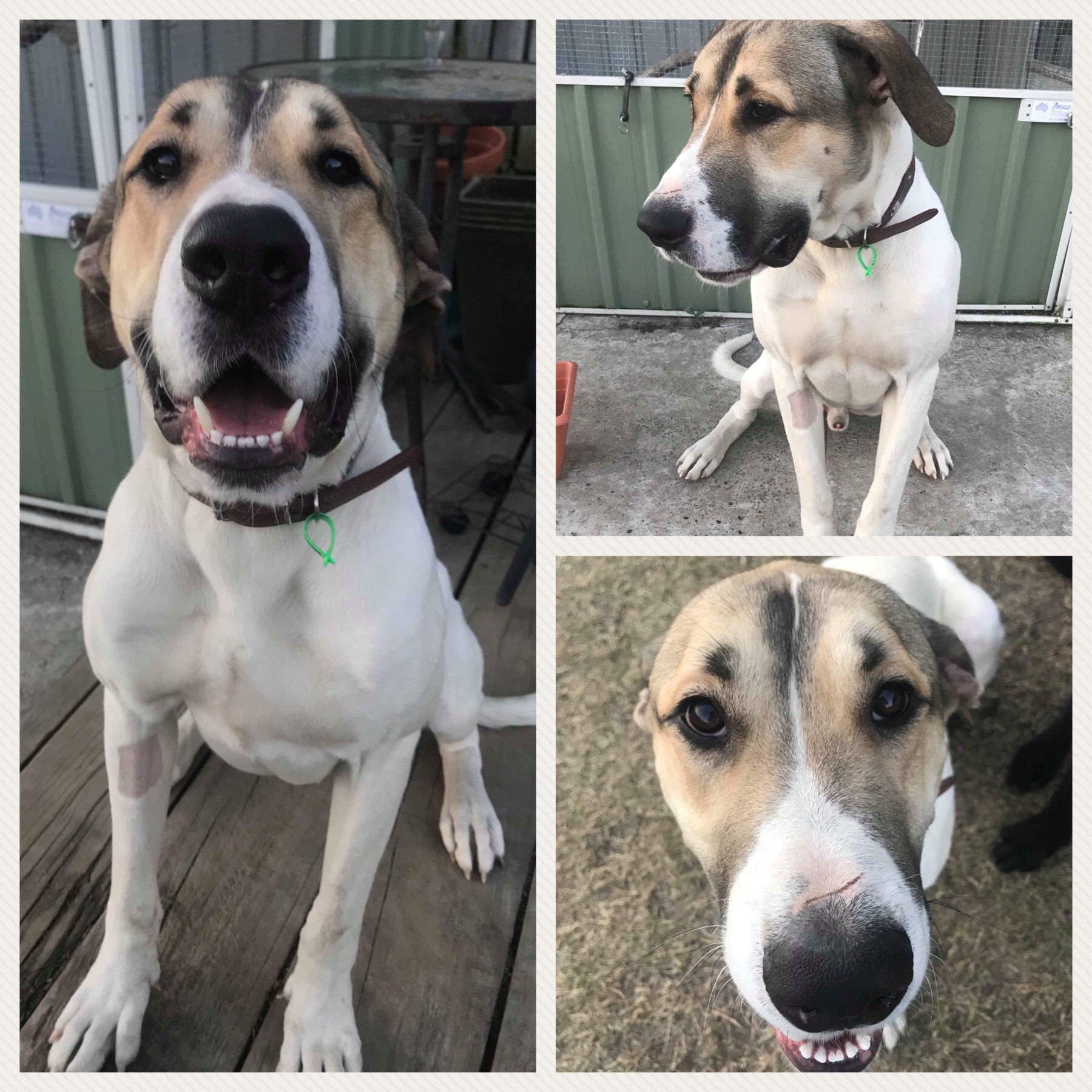 Fergus - Large Male Bull Arab Mix Dog in QLD - PetRescue