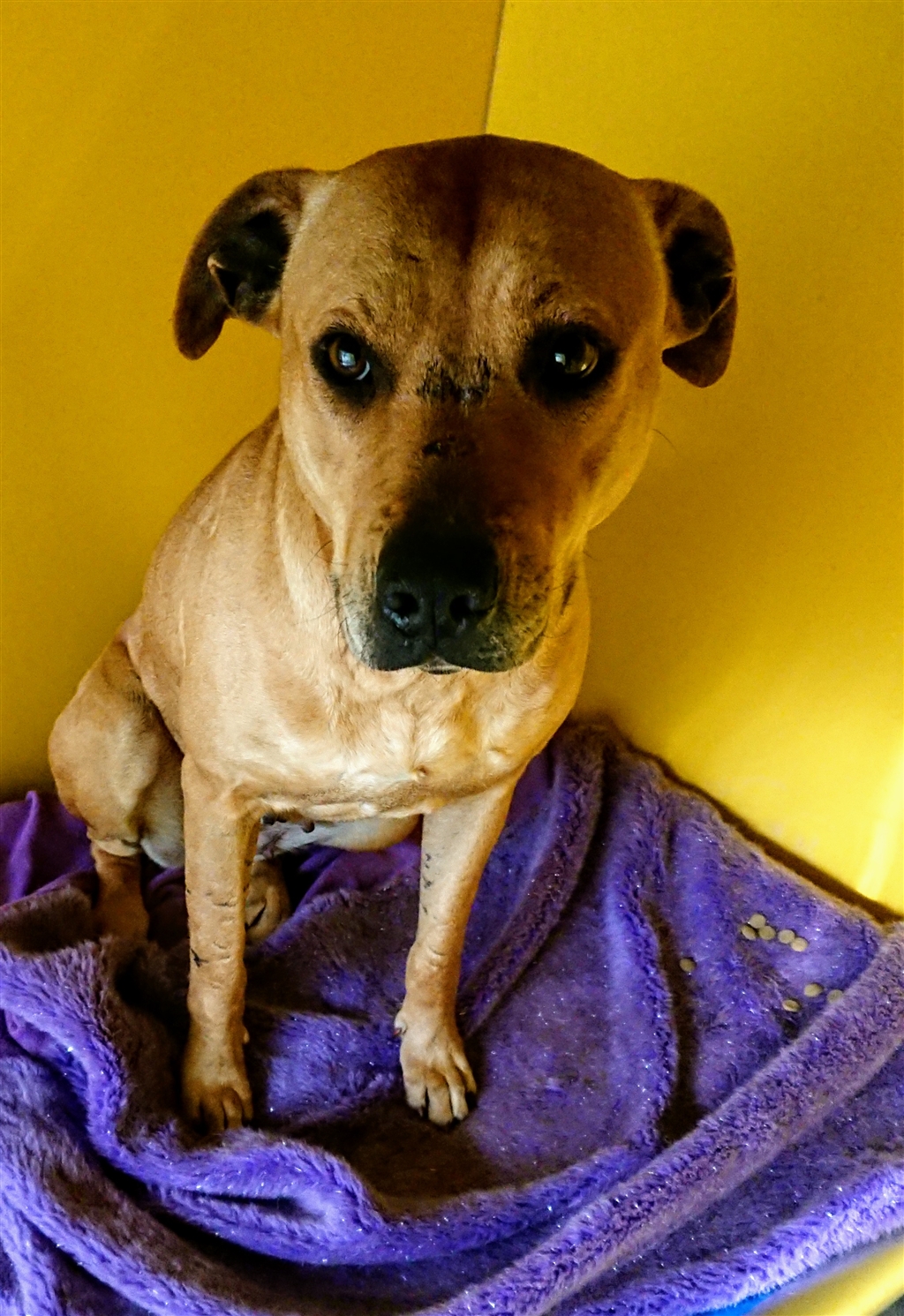 Hope - Medium Female Rhodesian Ridgeback x American Staffordshire Bull ...