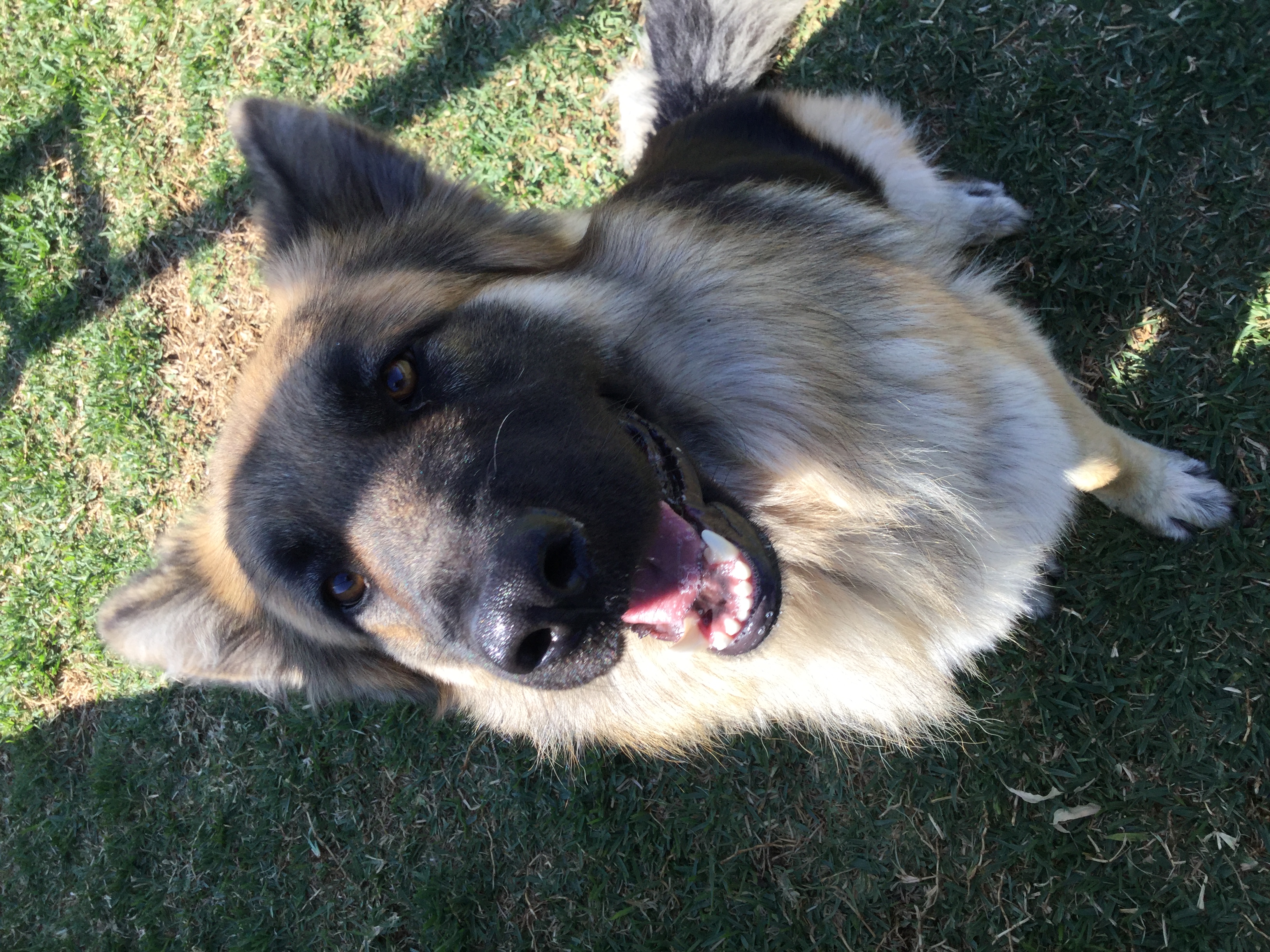 Major - Medium Male German Shepherd Dog in NSW - PetRescue