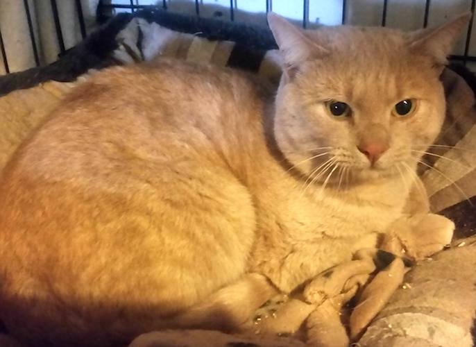 Tobie - Male British Shorthair Mix Cat in SA - PetRescue