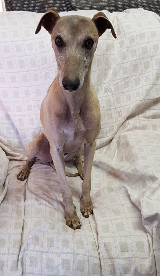 Phillip - Medium Male Whippet Dog in QLD - PetRescue