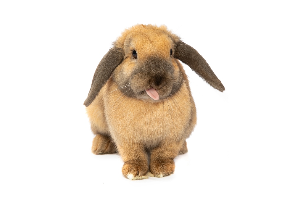 Bunyonce - Female Lop Eared Rabbit in NSW - PetRescue