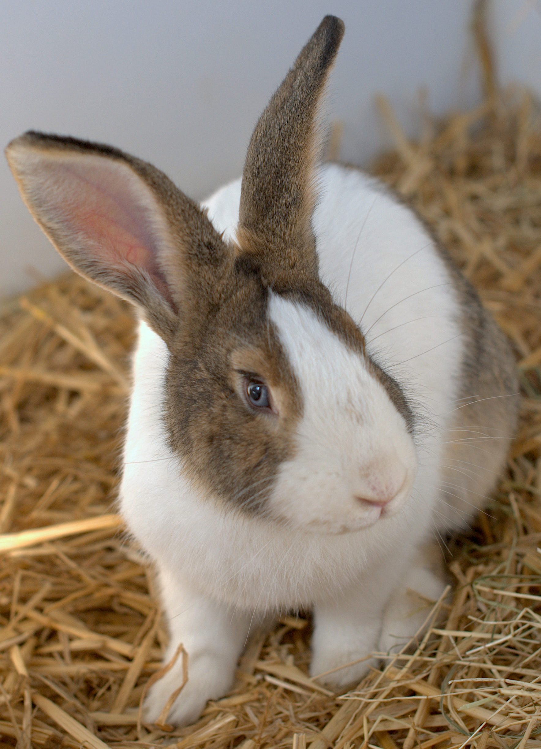 Harold - Male Flemish Giant Rabbit in NSW - PetRescue