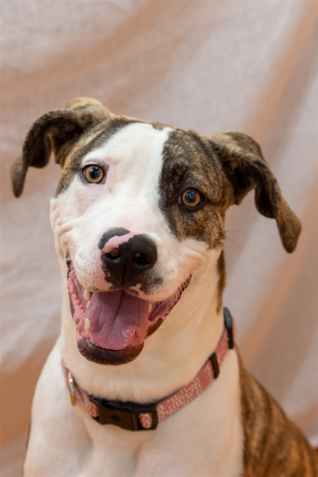 Maisy - Medium Female Bull Arab Mix Dog in QLD - PetRescue