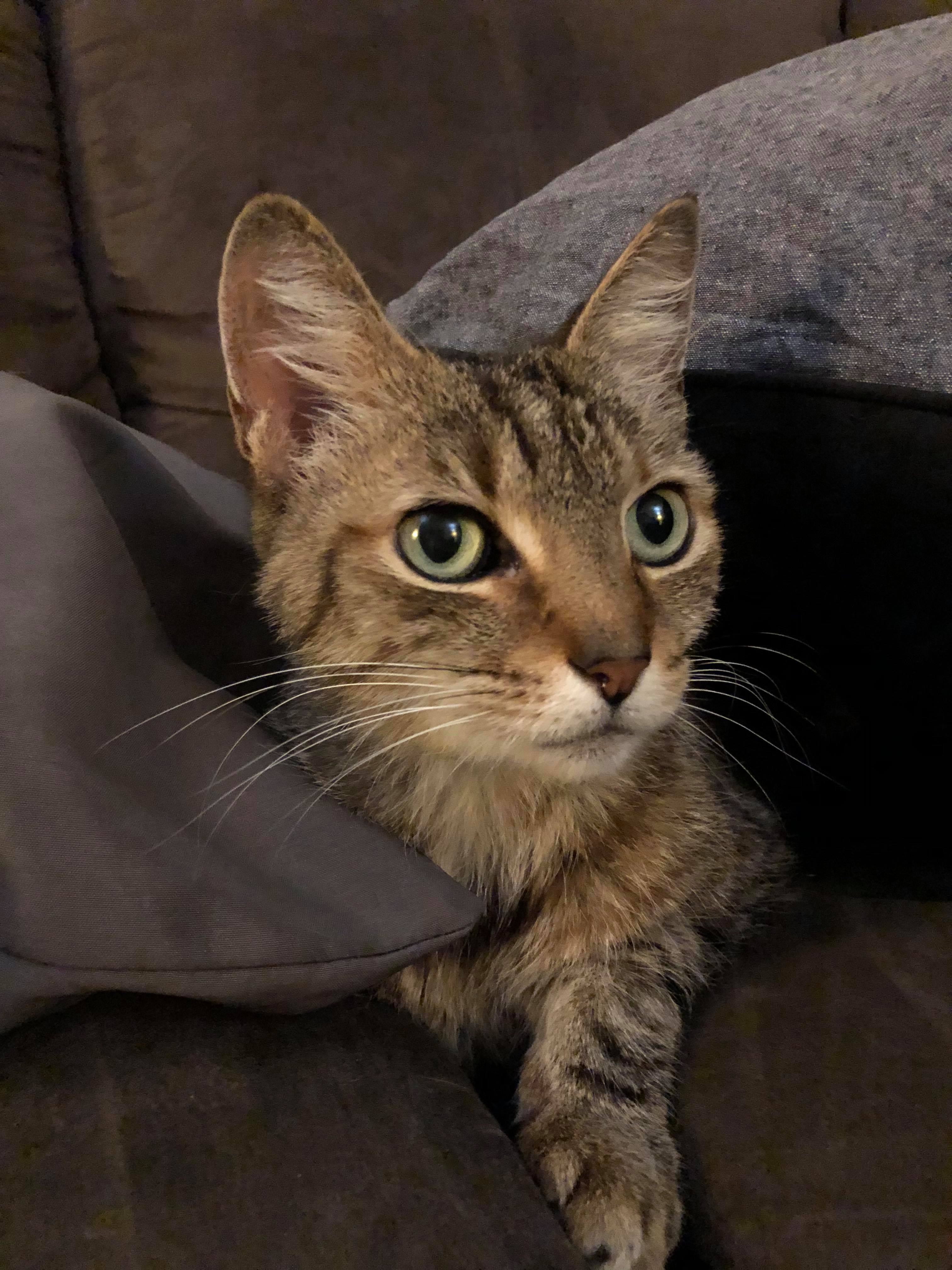 Lulu - Female Abyssinian Mix Cat in QLD - PetRescue