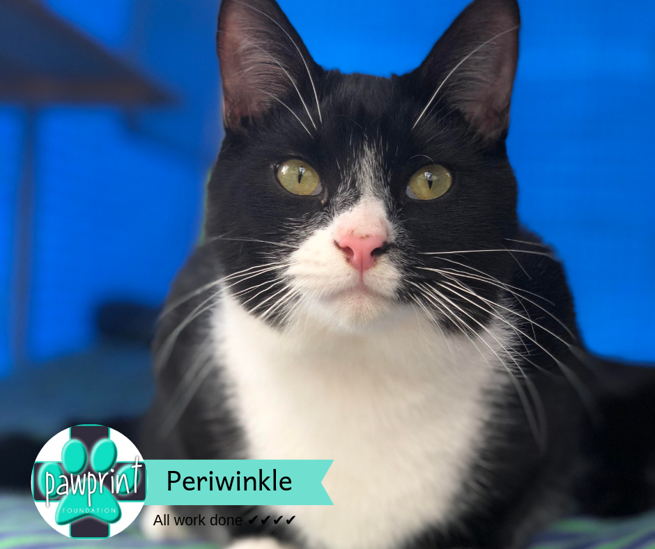 Periwinkle - Male Domestic Short Hair Cat in QLD - PetRescue