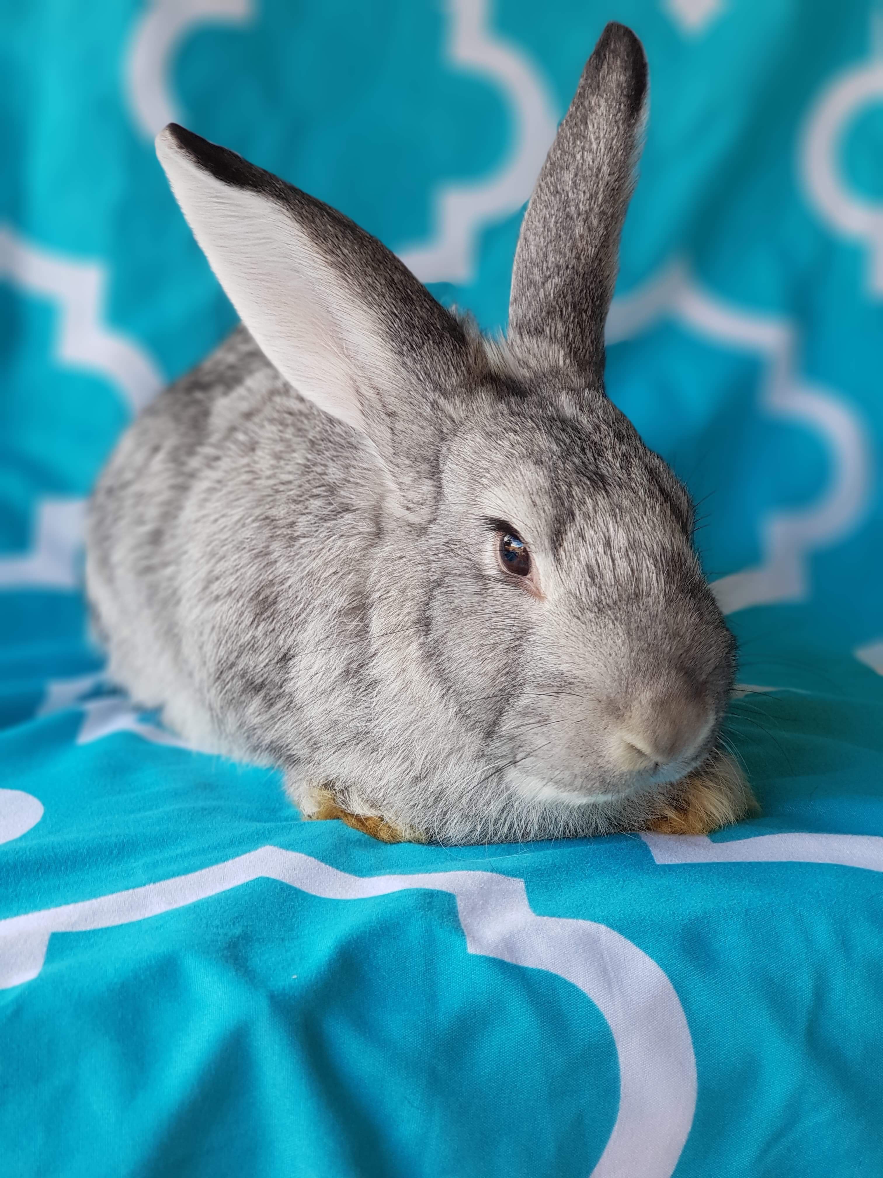 Billy - Male Flemish Giant Mix Rabbit in VIC - PetRescue