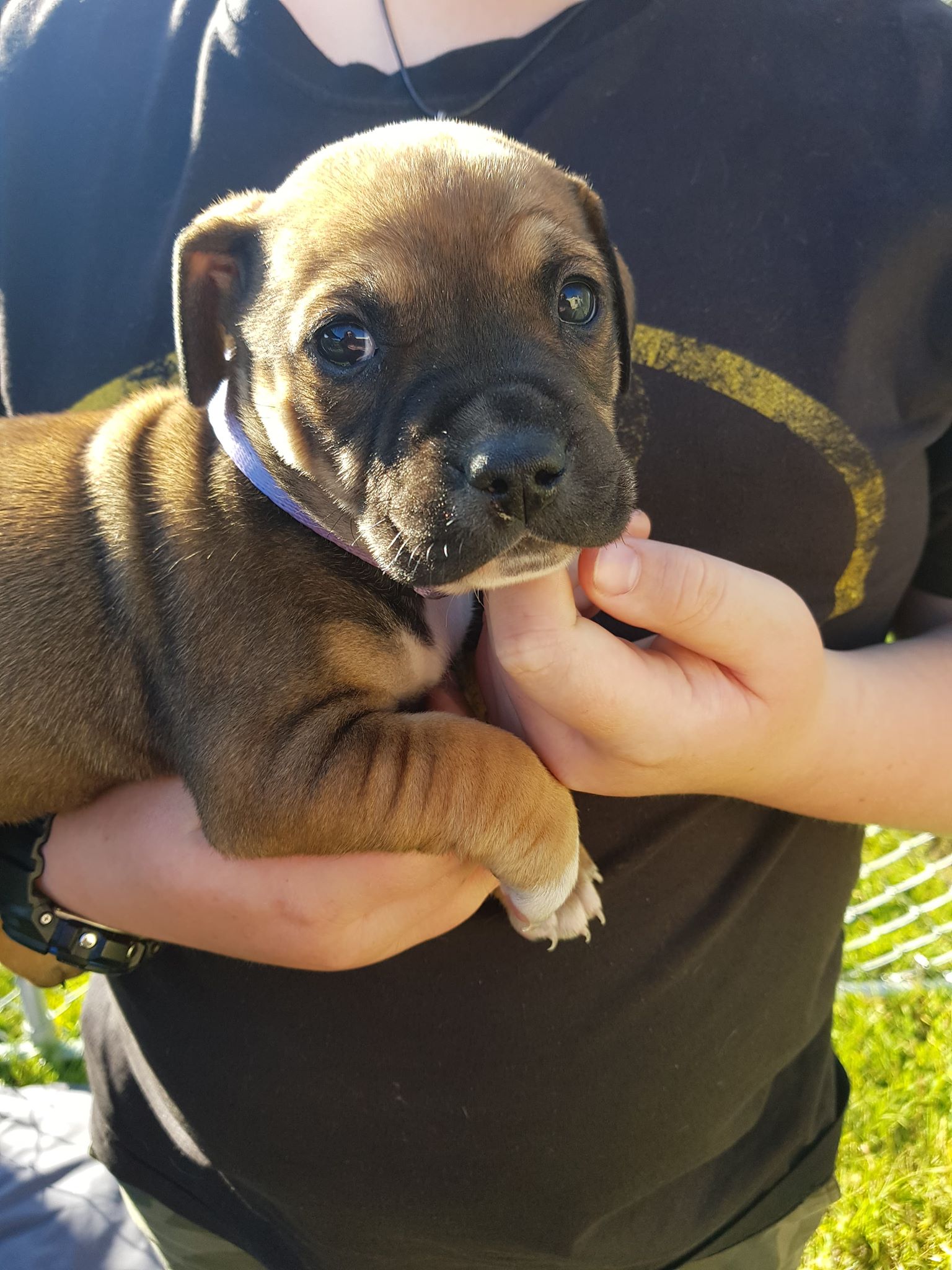 Dappa - Medium Male American Bulldog x Fox Terrier x Pug x Staffy Dog ...