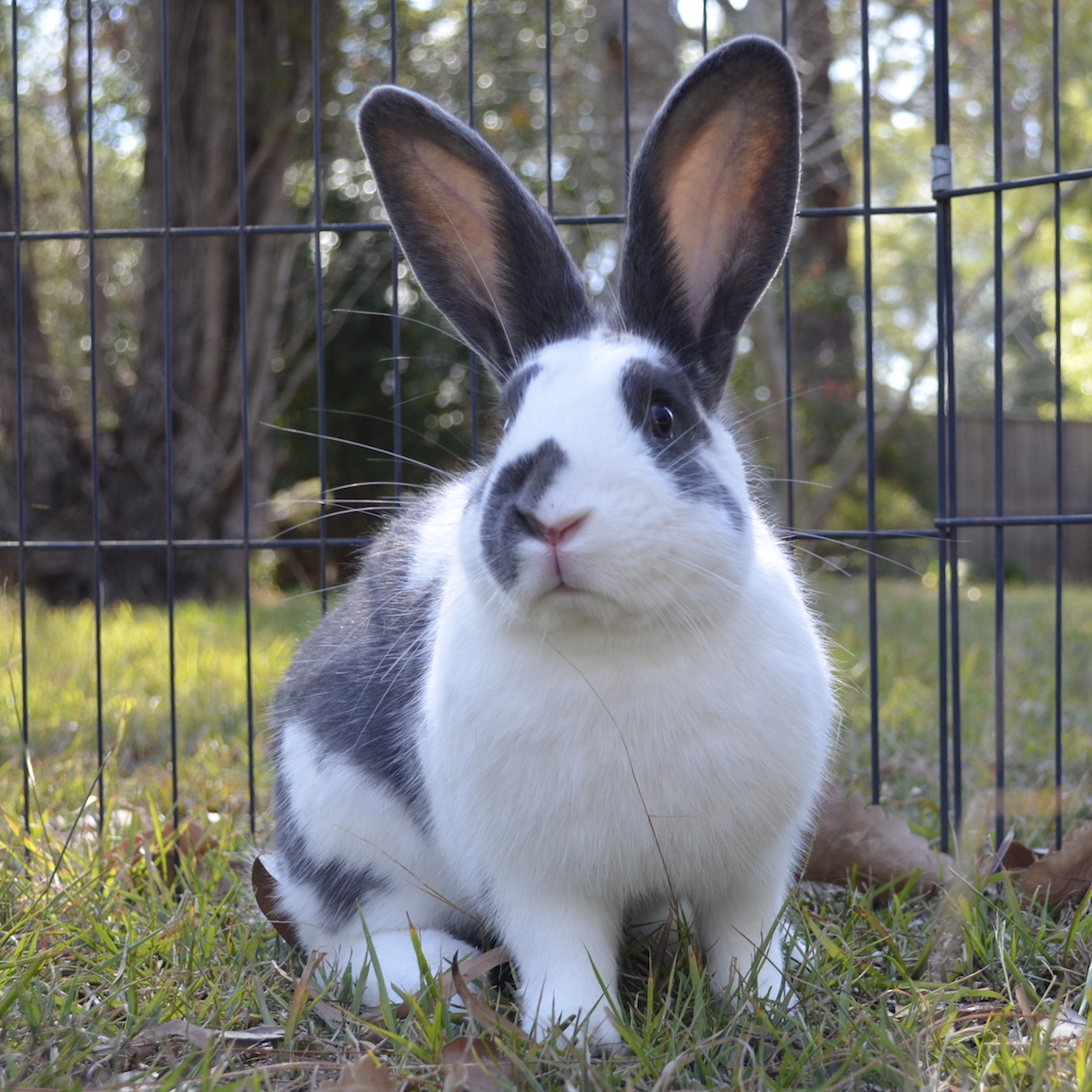 Mitchell - Male Rabbit in NSW - PetRescue