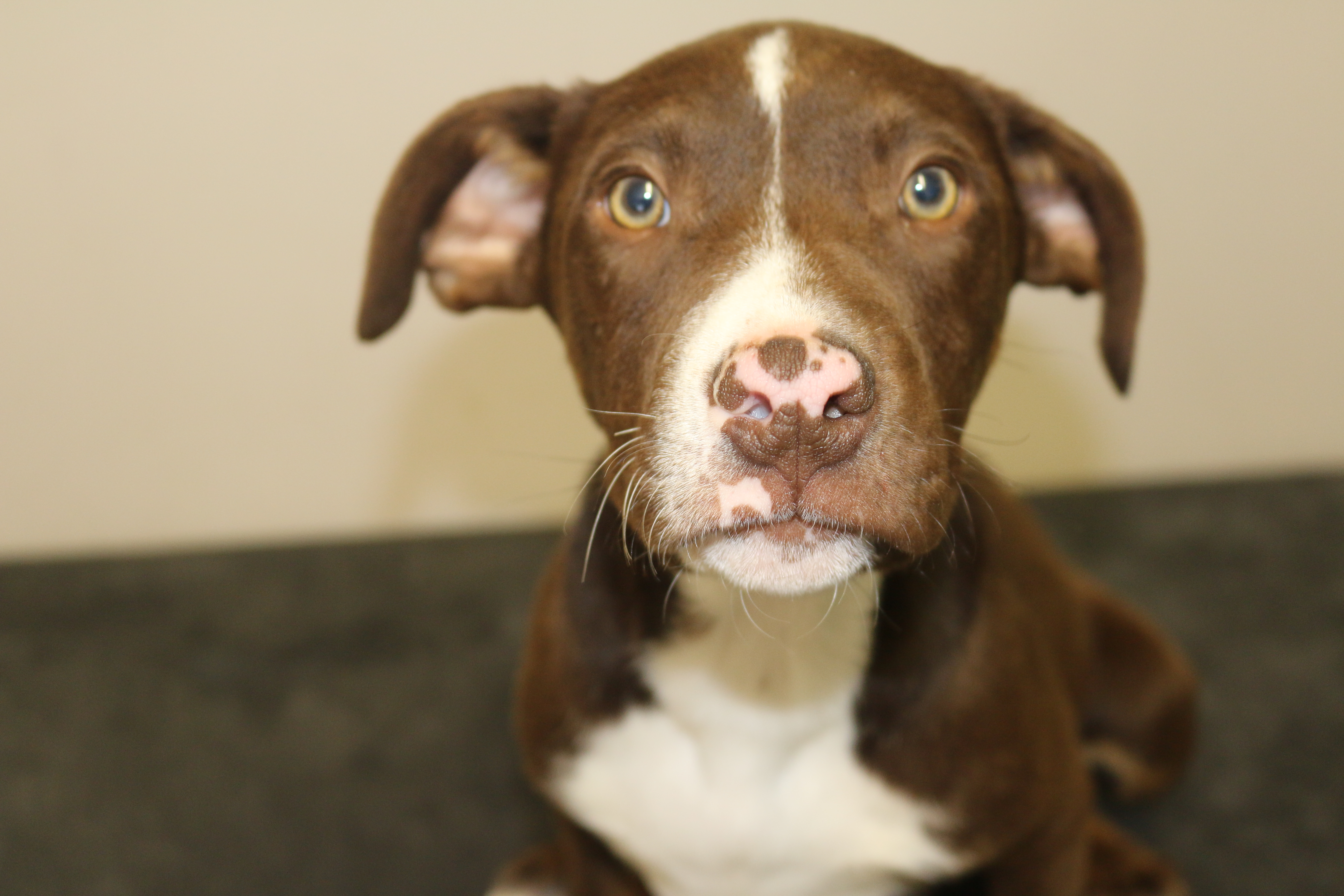 Freckles - Medium Male Staffy Mix Dog in NSW - PetRescue
