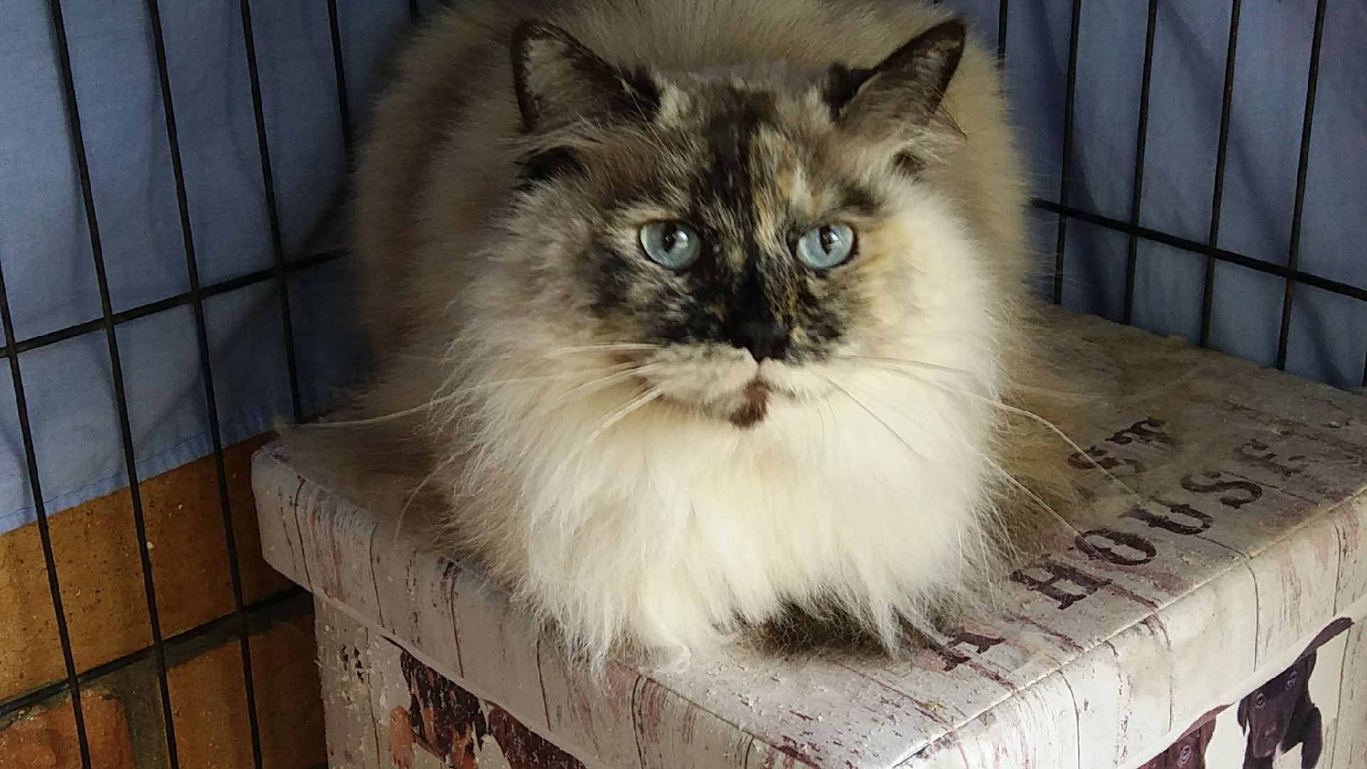 Mittens - Female Ragdoll Mix Cat in QLD - PetRescue